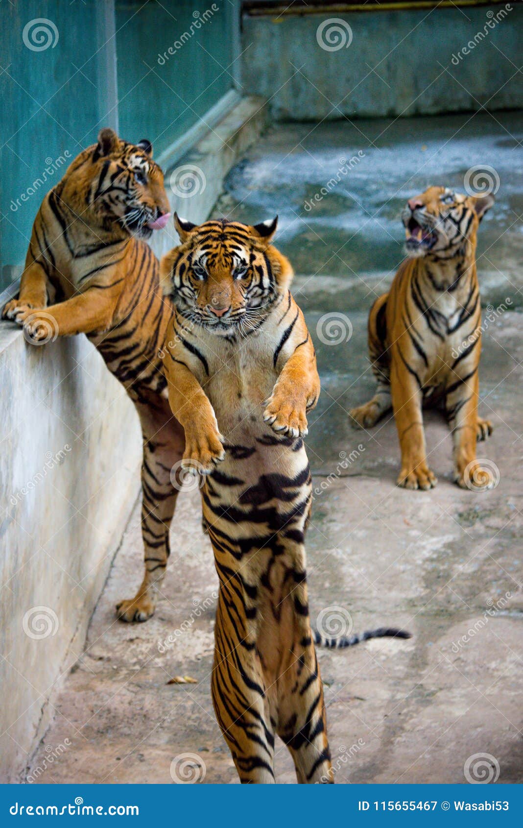 Tiger Standing with Hind Legs. Stock Image - Image of playful, bengal ...