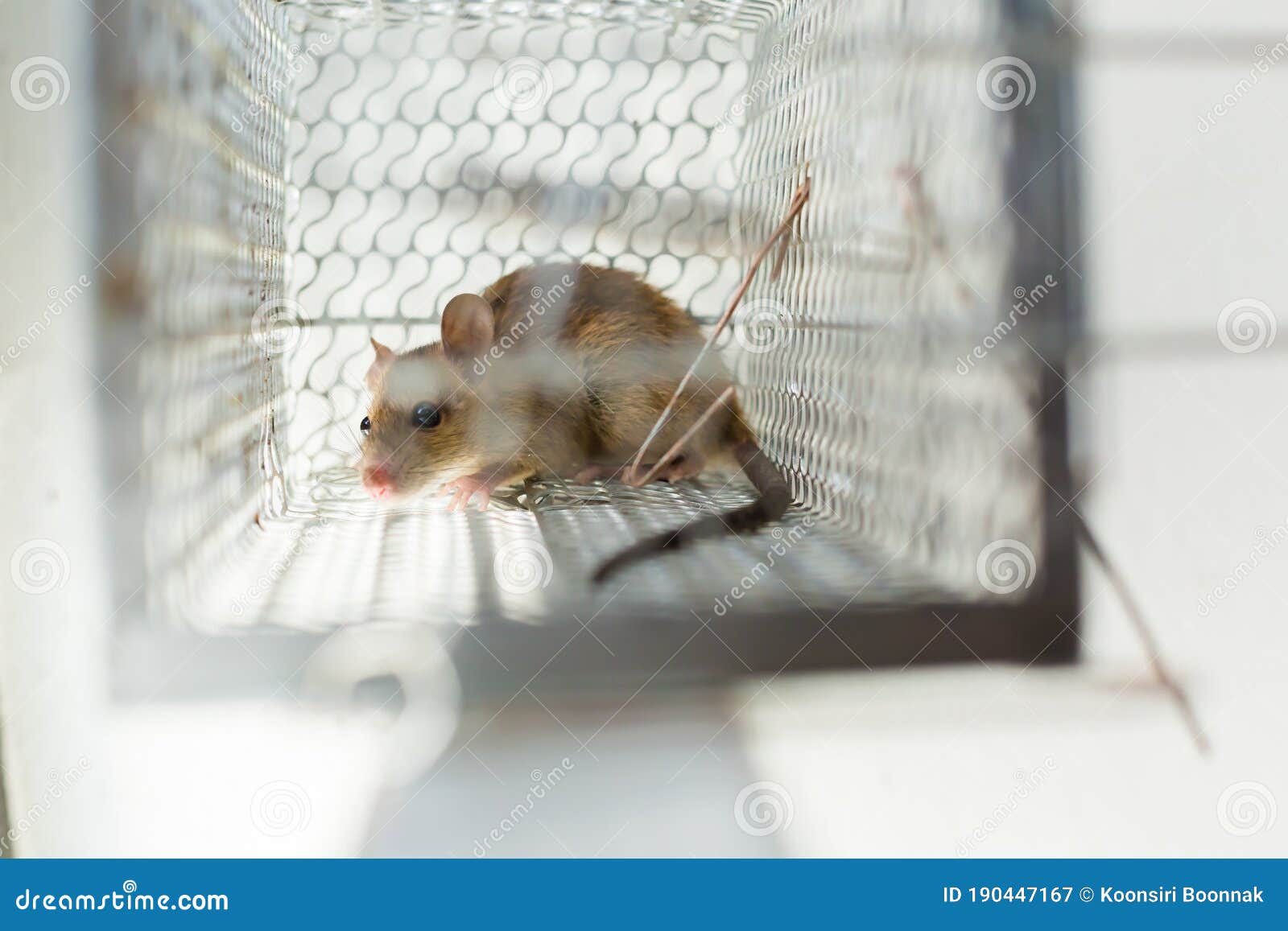 Selective Focus To Rat Eye in a Cage at Home or Office Stock Image ... Selective Focus To Rat Eye in a Cage at Home or Office Stock Image ...