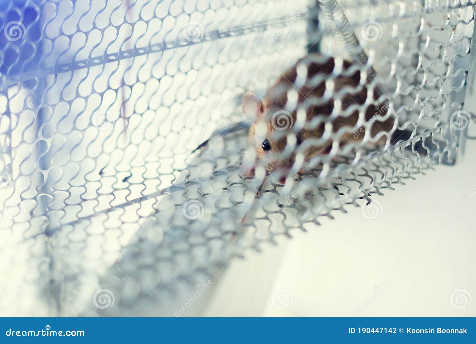 Selective Focus To Rat Eye in a Cage at Home or Office Stock Photo ... Selective Focus To Rat Eye in a Cage at Home or Office Stock Photo ...