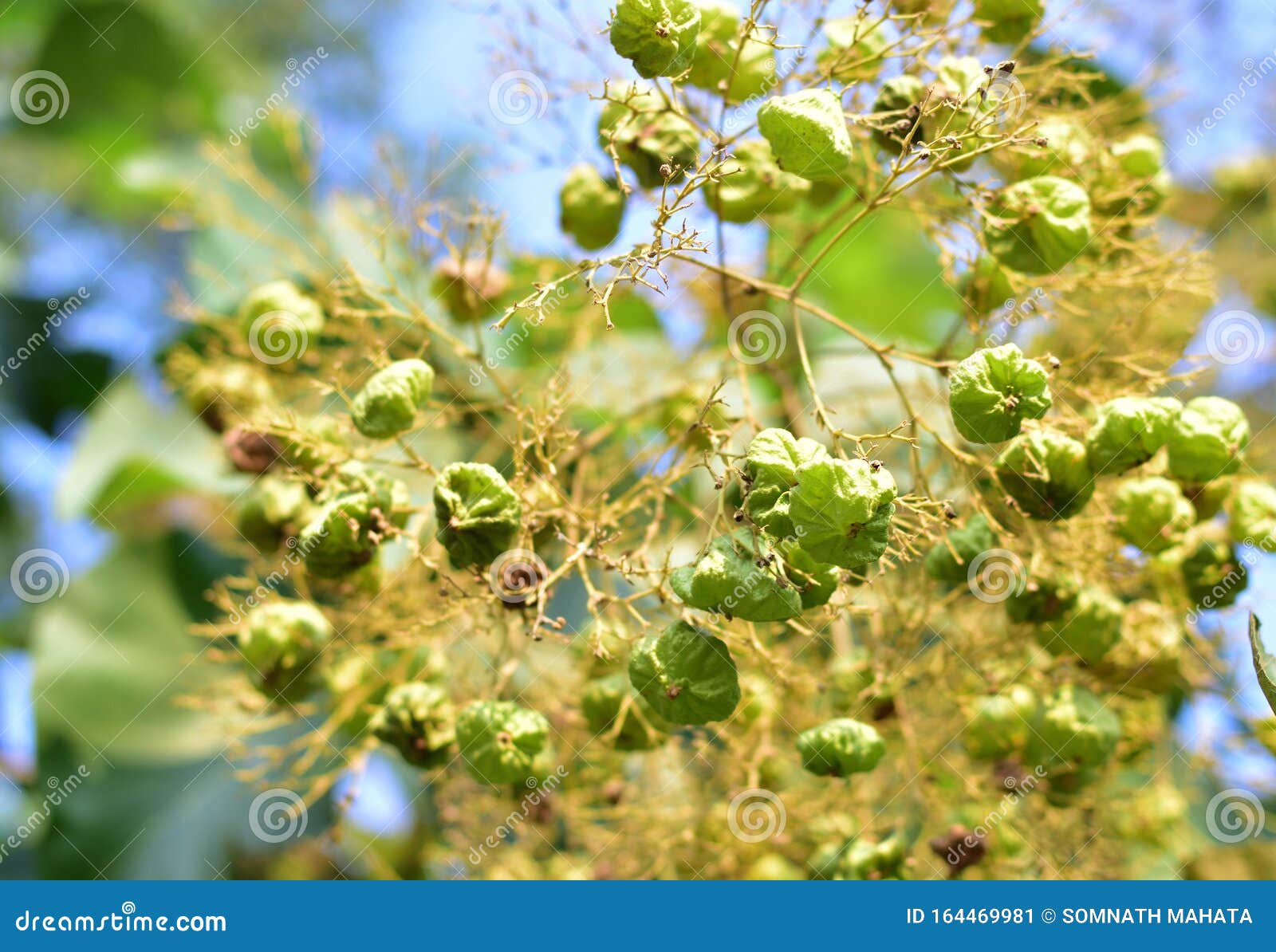 Selective Focus To Teak Seeds and Flower on Teak Tree with Blue Sky ...