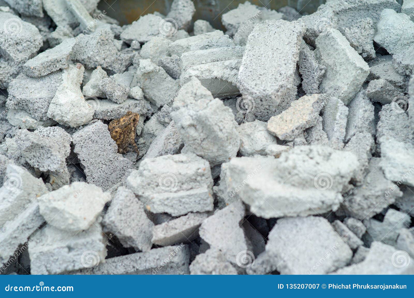Selective Focus on a Toad Hiding in the Pile of Crushed Cement Bricks ...