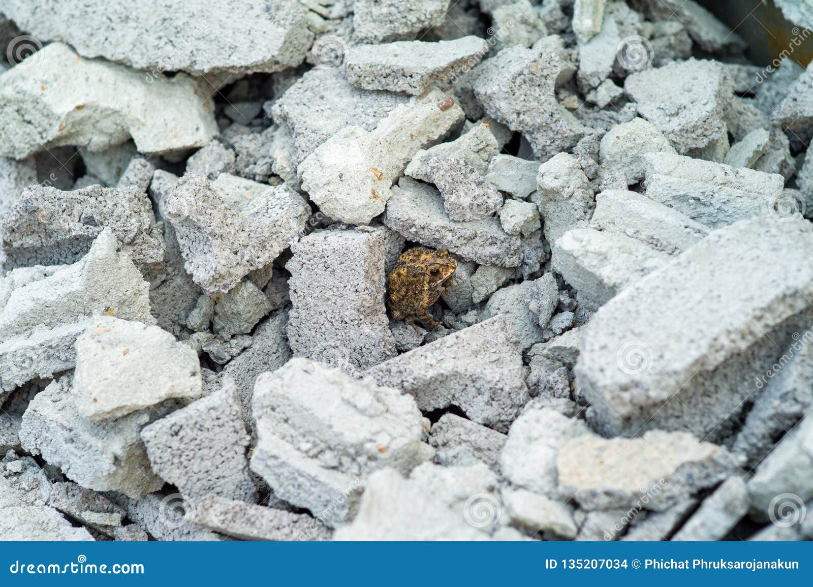 Selective Focus on a Toad Hiding in the Pile of Crushed Cement Bricks ...