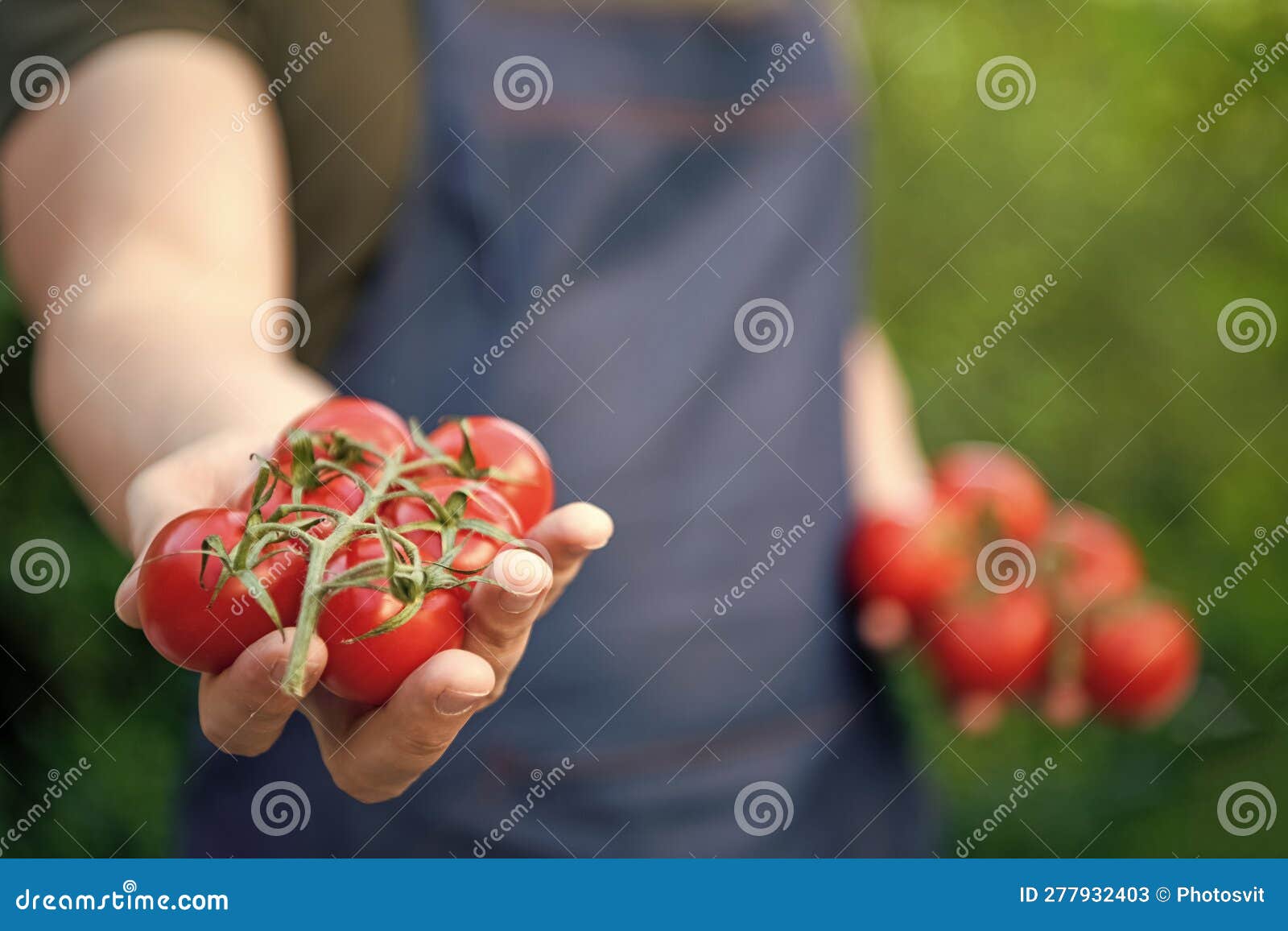 Selective Focus of Tomato Bunch in Hand of Greengrocer. Copy Space ...