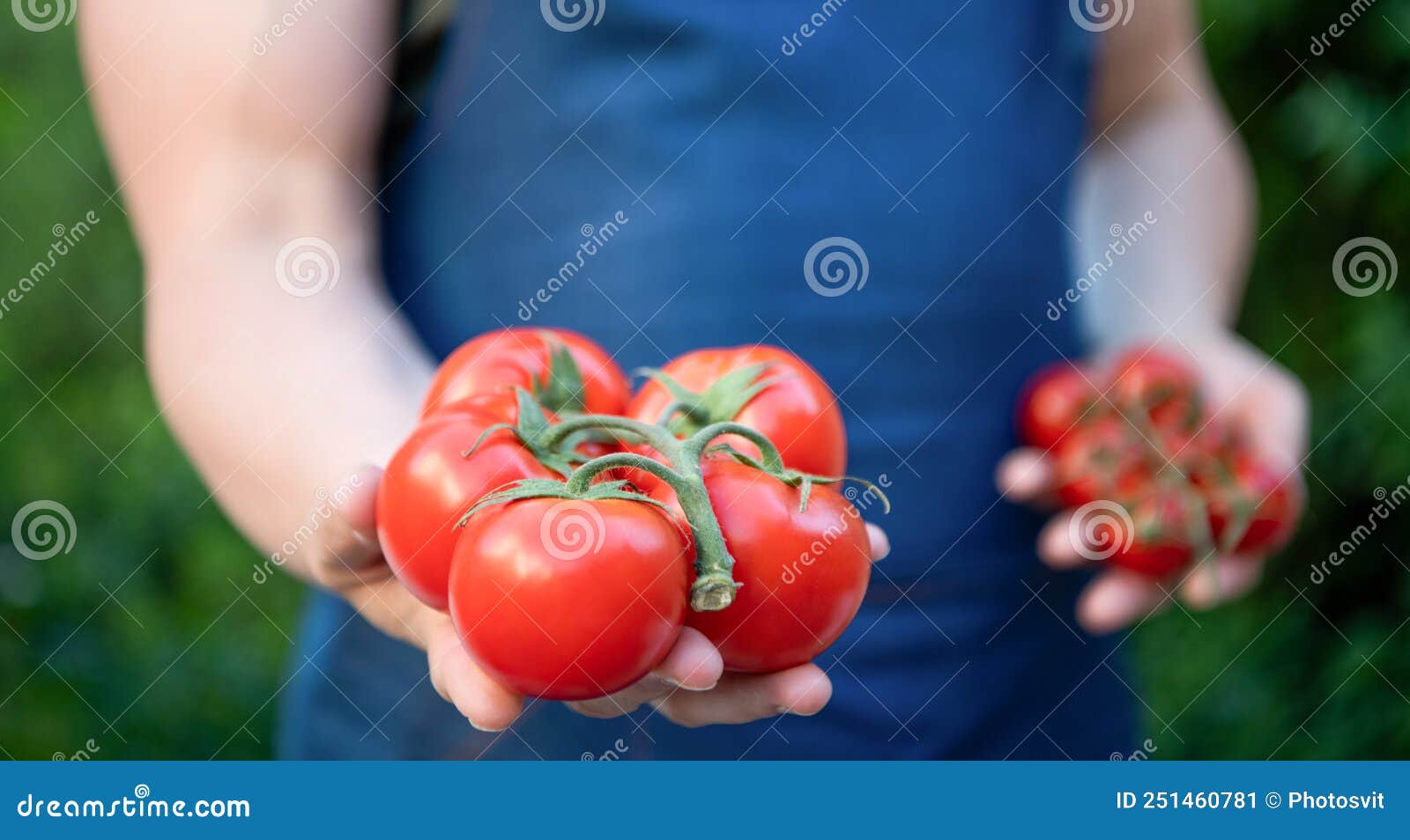 Selective Focus of Tomato Bunch in Hand of Man Stock Image - Image of ...