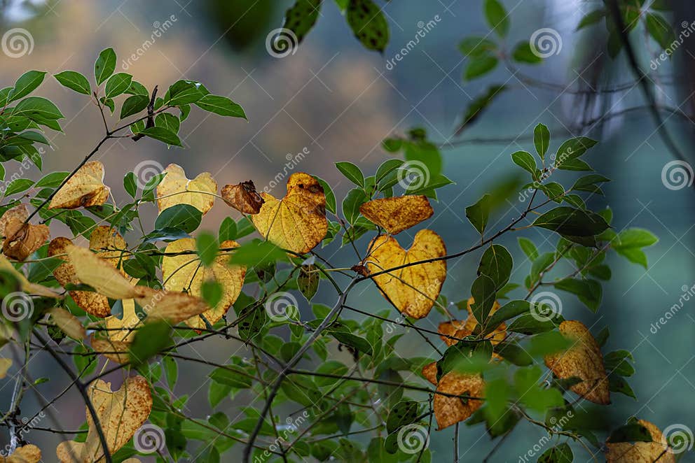 Selective Focus of a Tree Branch with Yellow Foliage on the Blurred ...