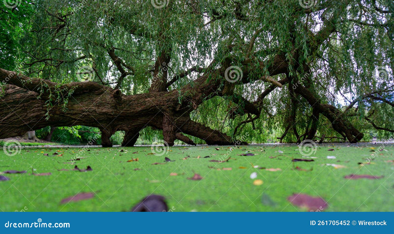Selective Focus of a Tree with a Green Algae Lake in Schrevenpark, Kiel ...