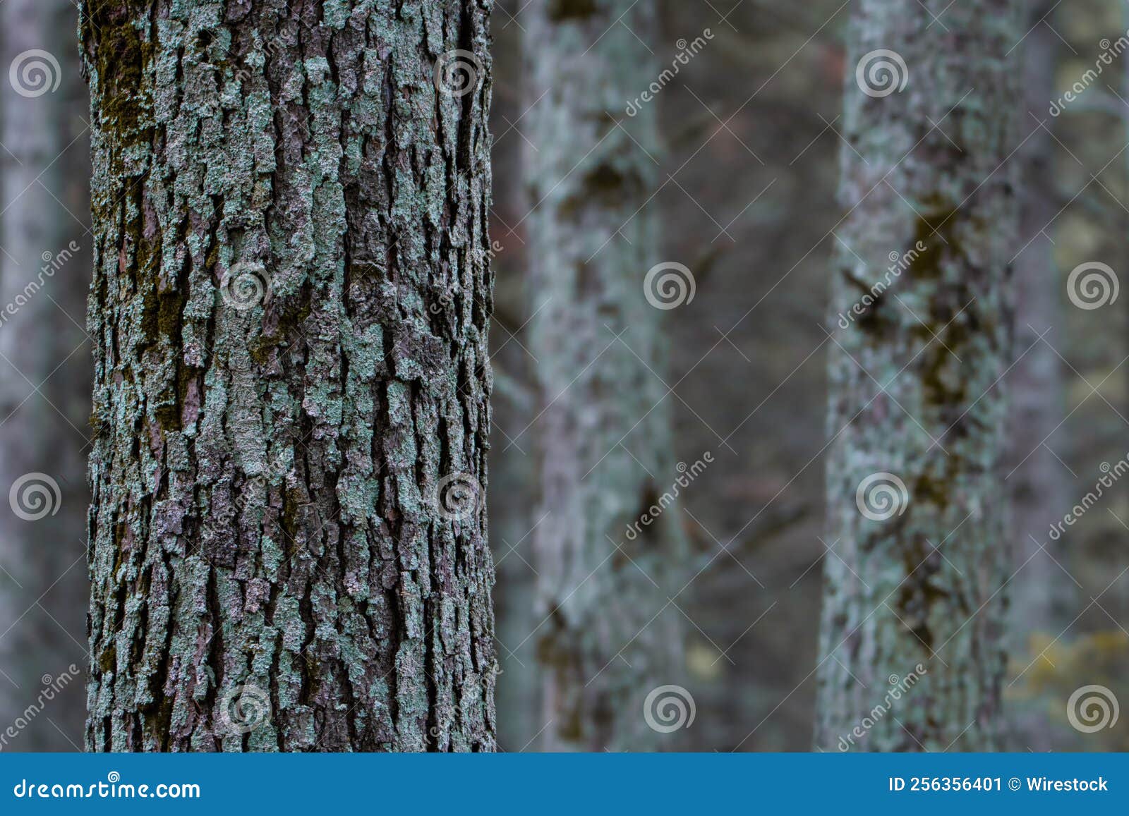 Selective Focus of a Tree Trunk in a Forest Stock Image - Image of ...