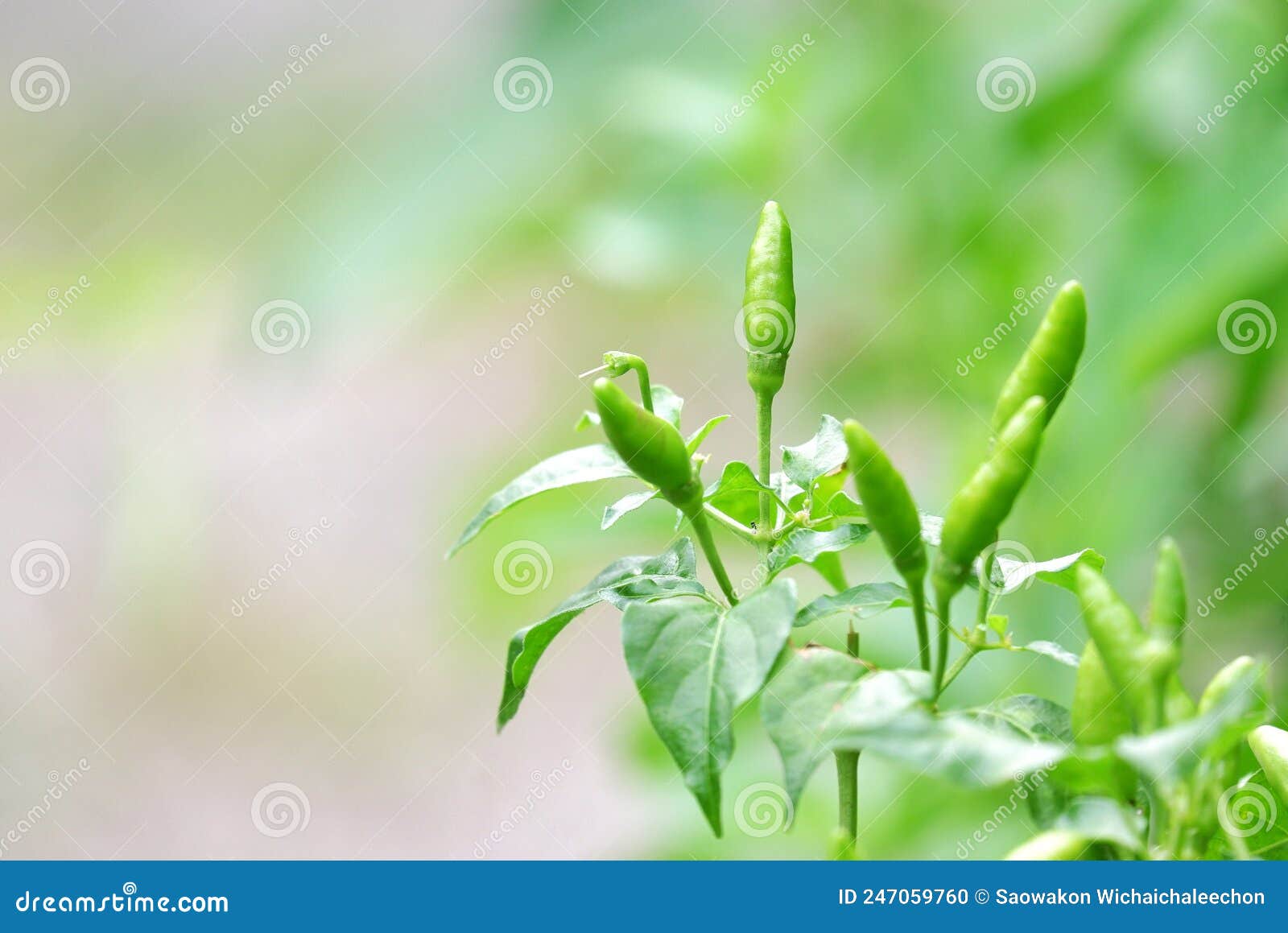 In Selective Focus Tropical Green Chilli with Leaves Branches, Growing ...