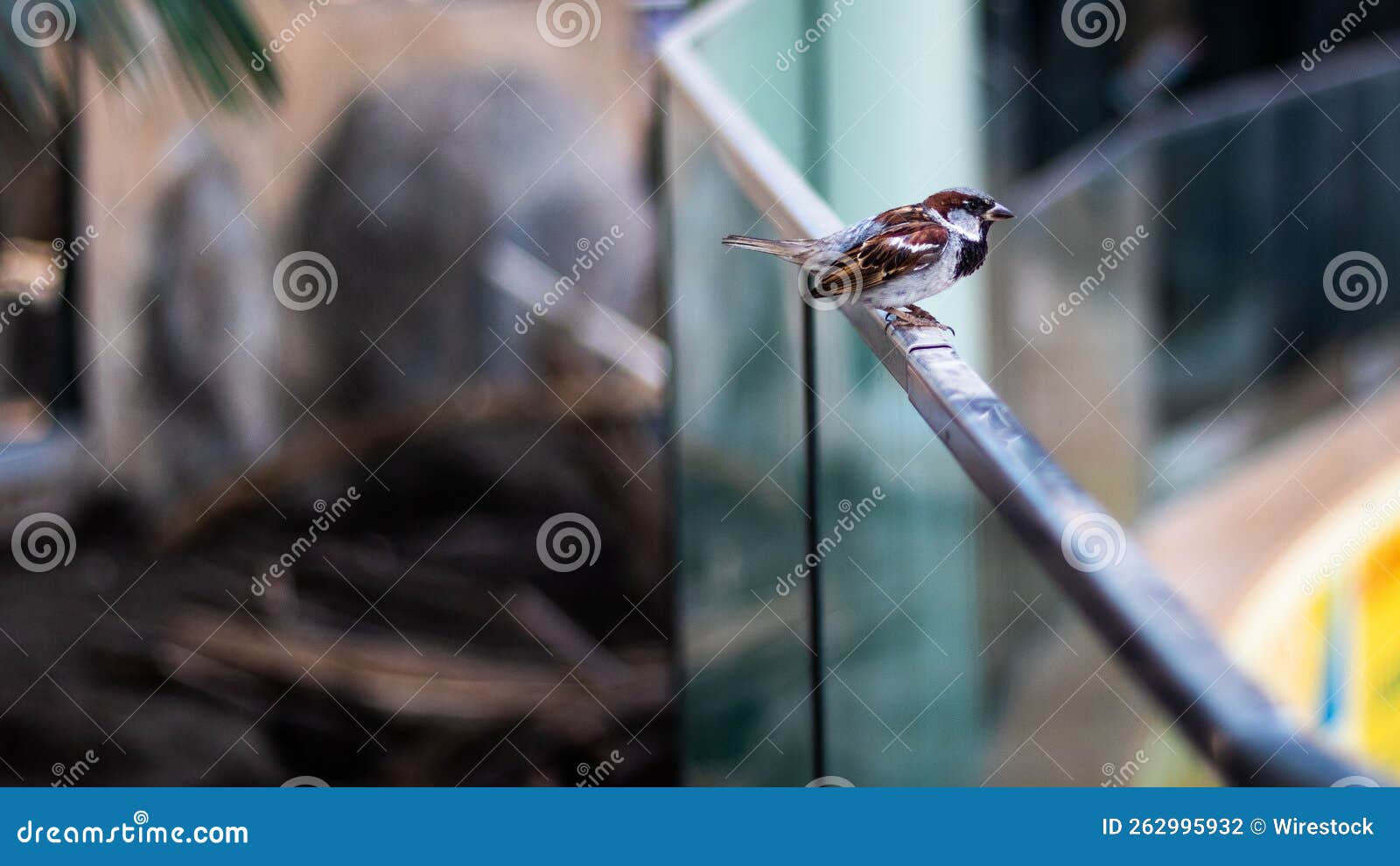 Selective Focus of a True Sparrow Bird on a Rail. Stock Photo - Image ...