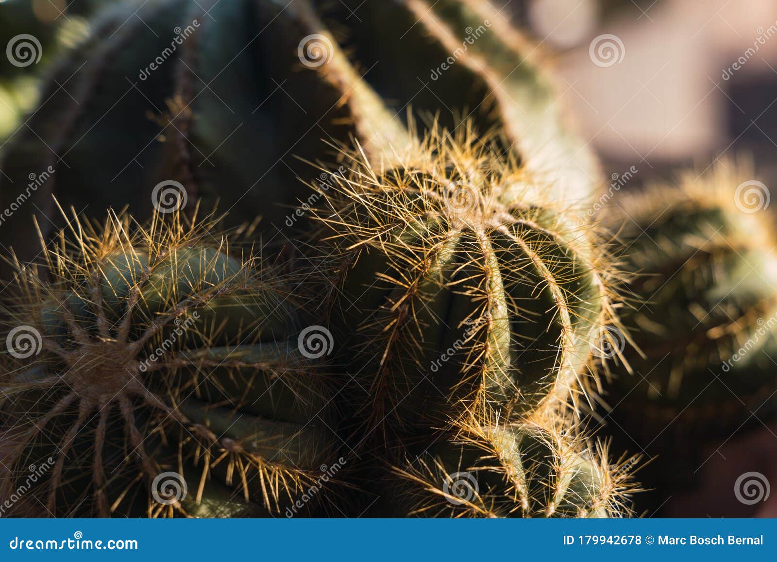 Selective Focus on a Tubercle of a Spiny Cactus Stock Photo - Image of ...