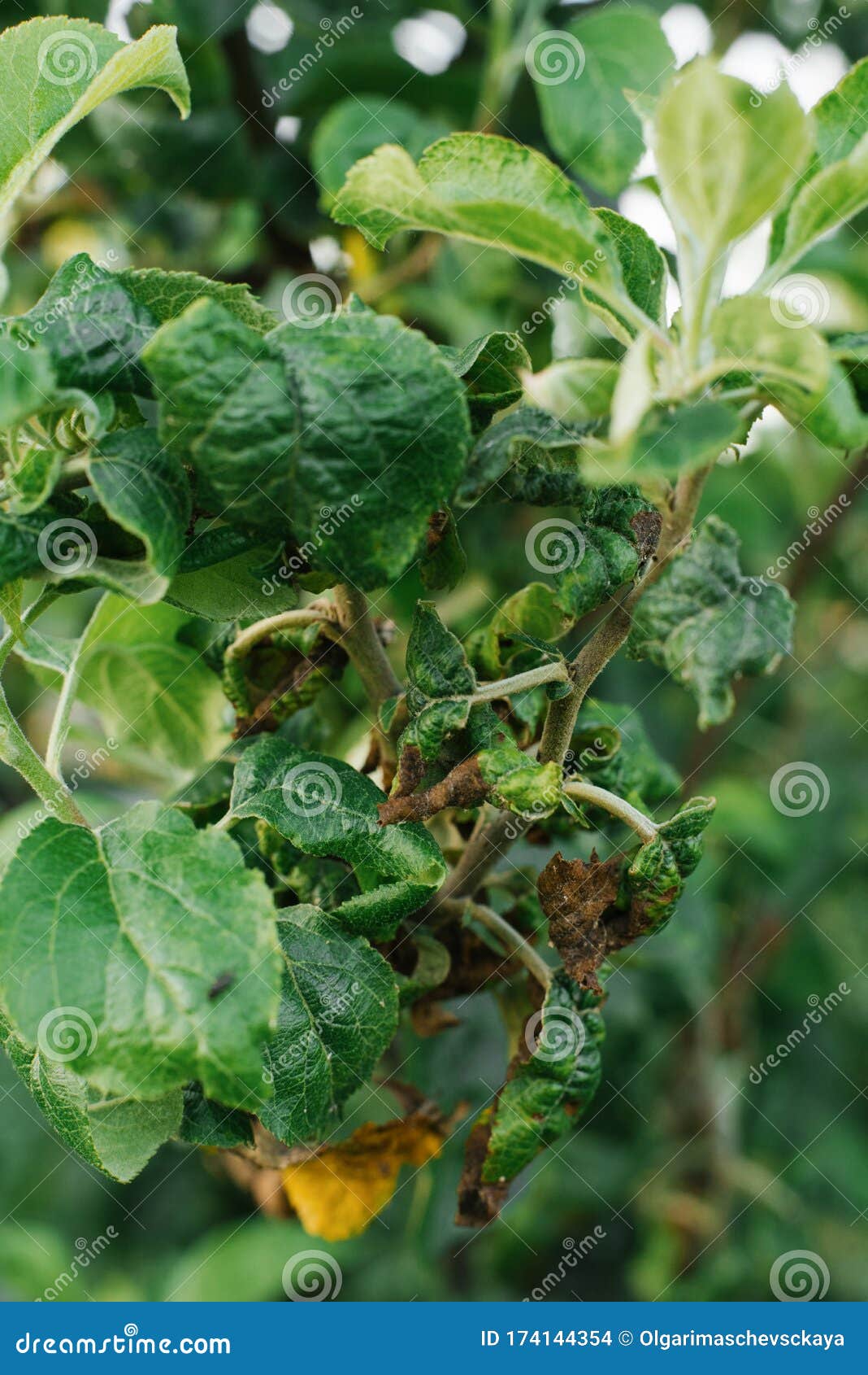 Selective Focus on the Twisted Apple-tree Leaves, Struck Aphids Stock ...
