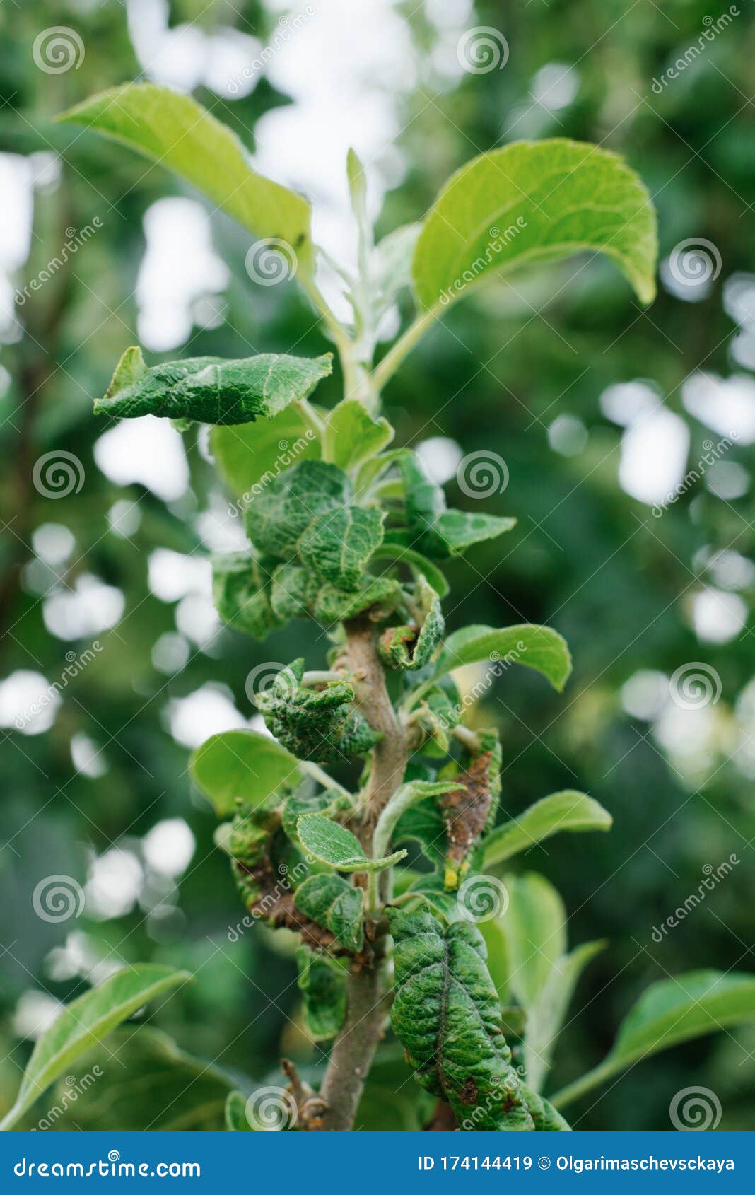 Selective Focus on the Twisted Apple-tree Leaves, Struck Aphids Stock ...