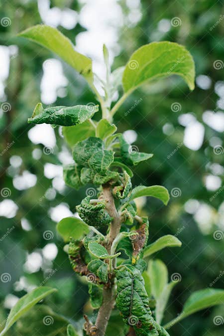 Selective Focus on the Twisted Apple-tree Leaves, Struck Aphids Stock ...