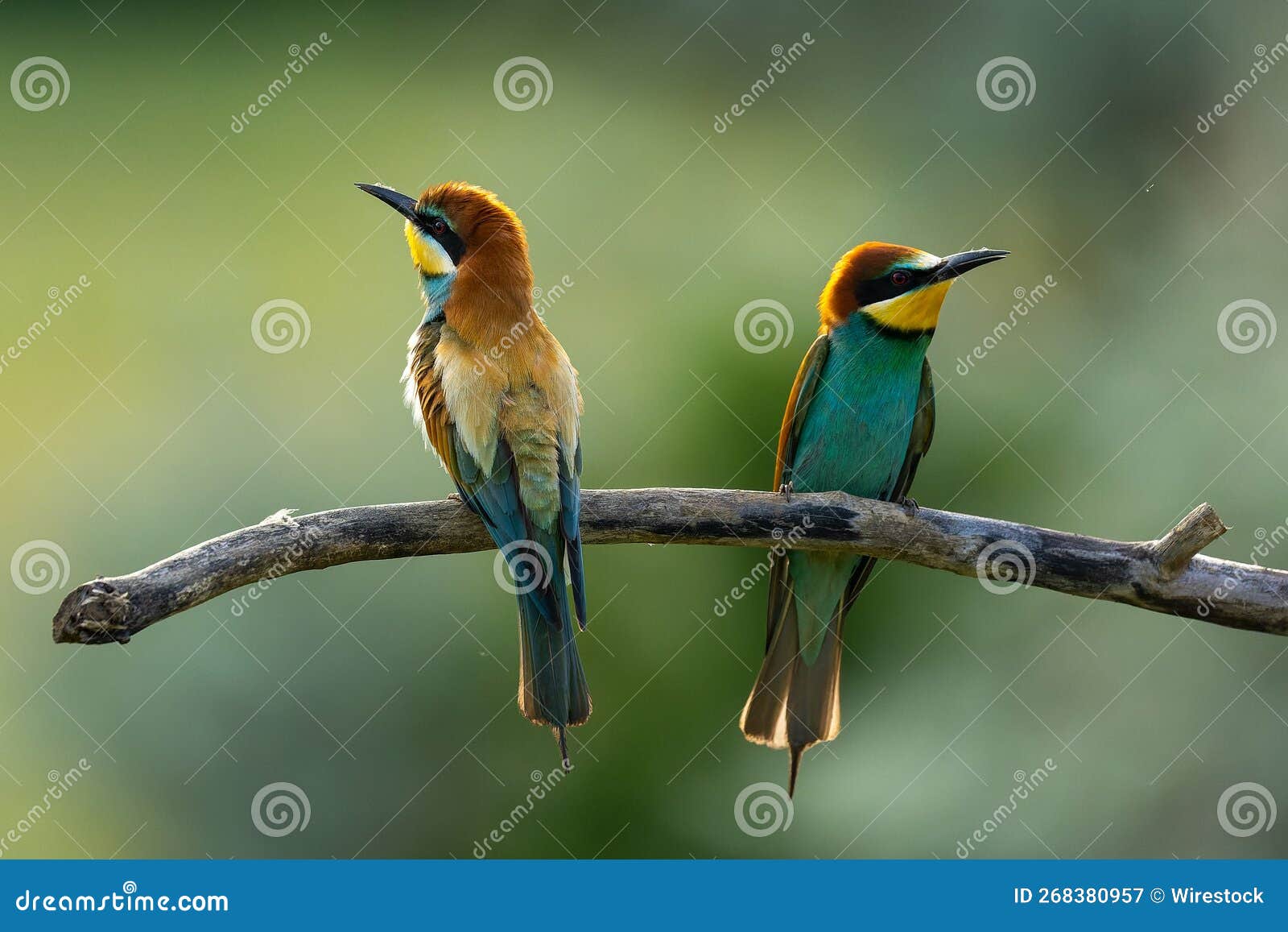 Selective Focus of Two Chestnut-headed Bee-eaters Perched on a Tree ...