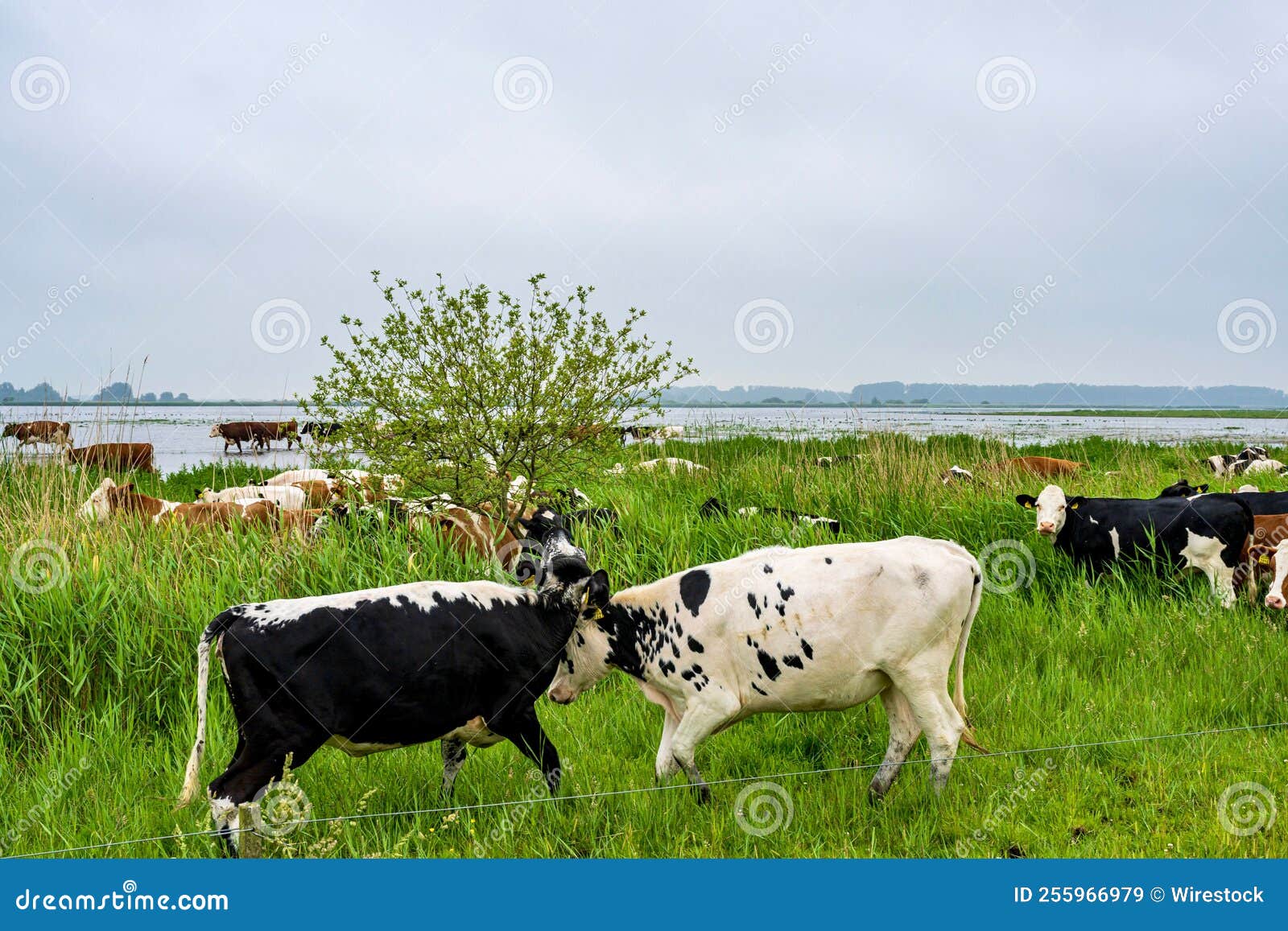 Selective Focus of Two Cows Fighting in an Open Field Stock Image ...