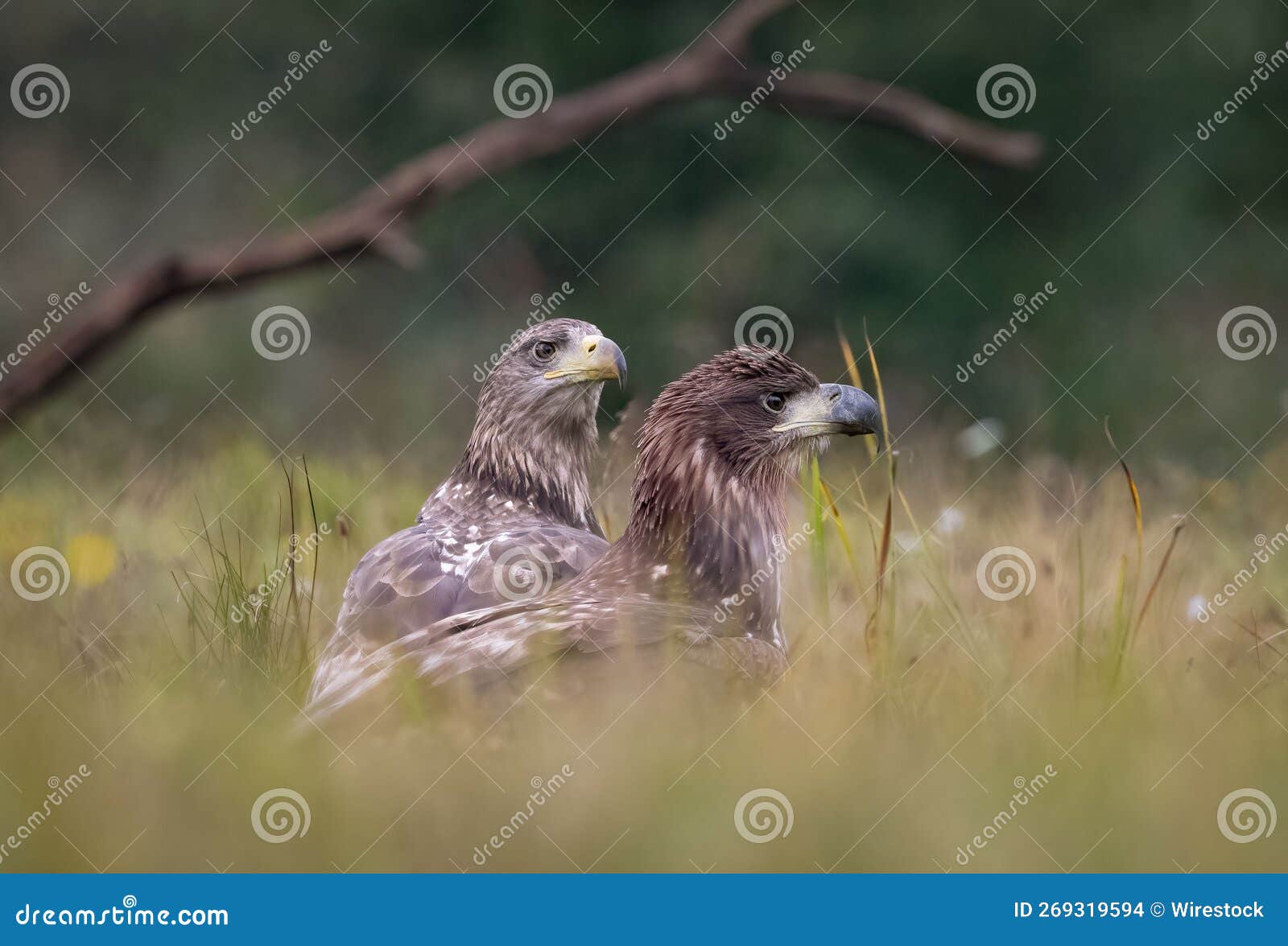 Selective Focus of Two Golden Eagles Standing in a Green Field Stock ...