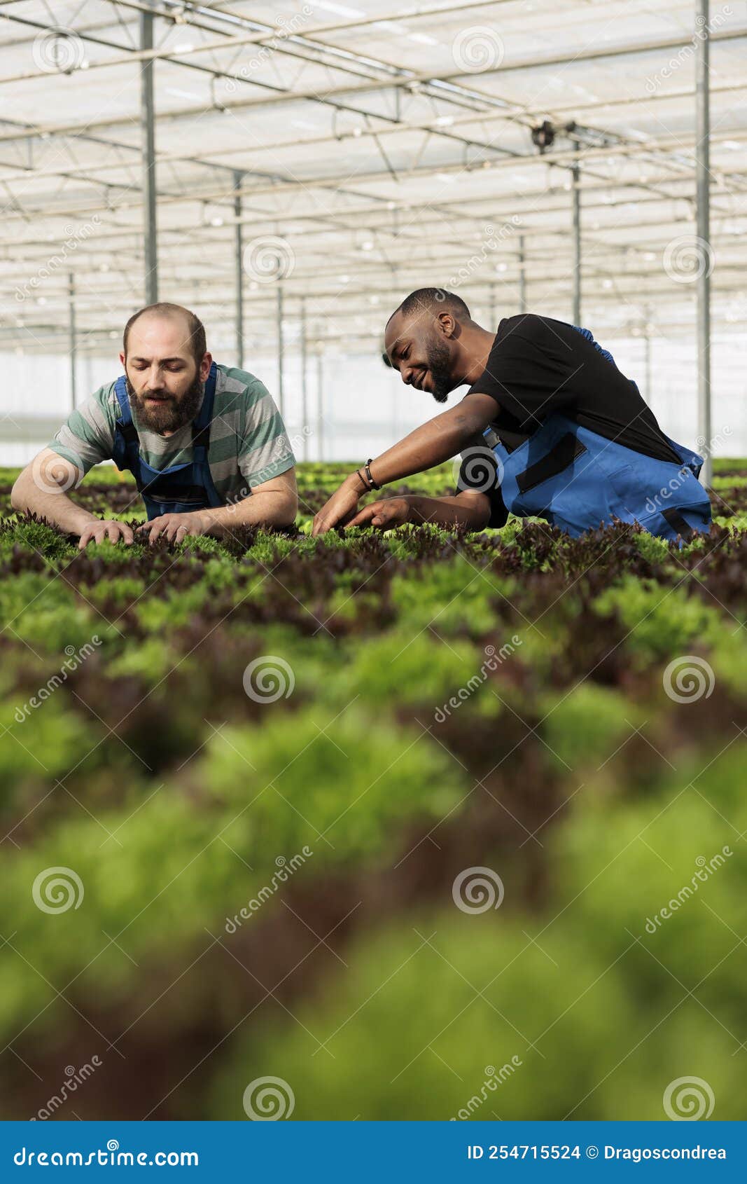 Selective Focus on Two Men Working Hard Checking Plants Development and ...