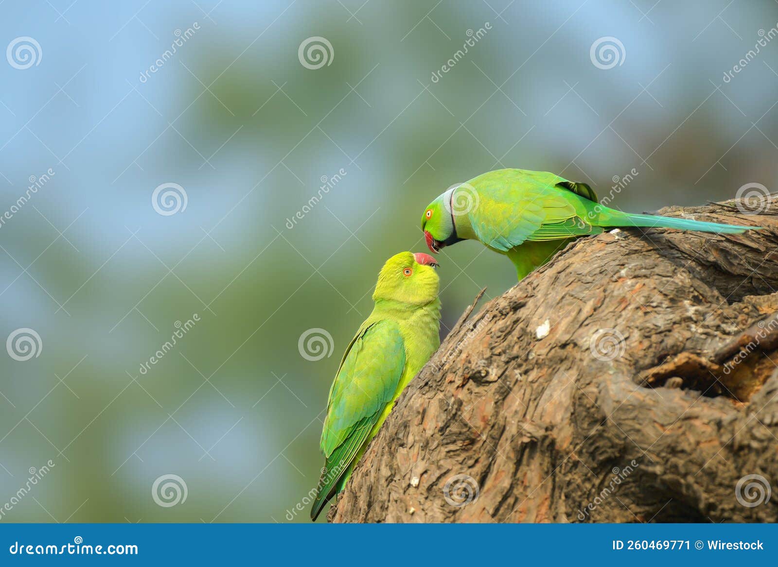 Selective Focus of Two Parakeets Kissing Each Other while Standing on ...