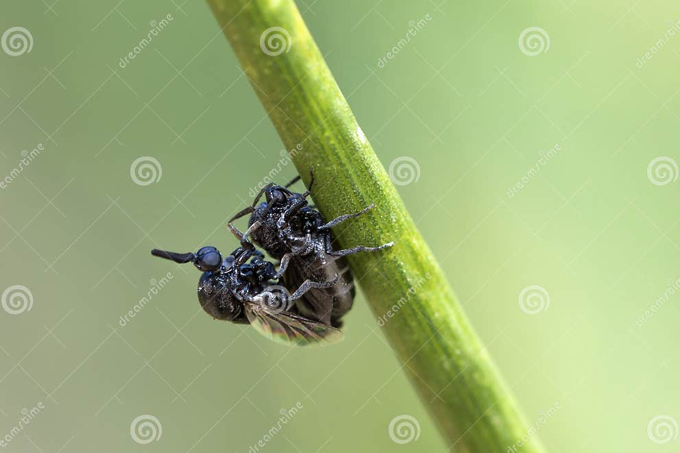 Small-Headed Flies Mating, Genus Ogcodes Stock Image - Image of diptera ...