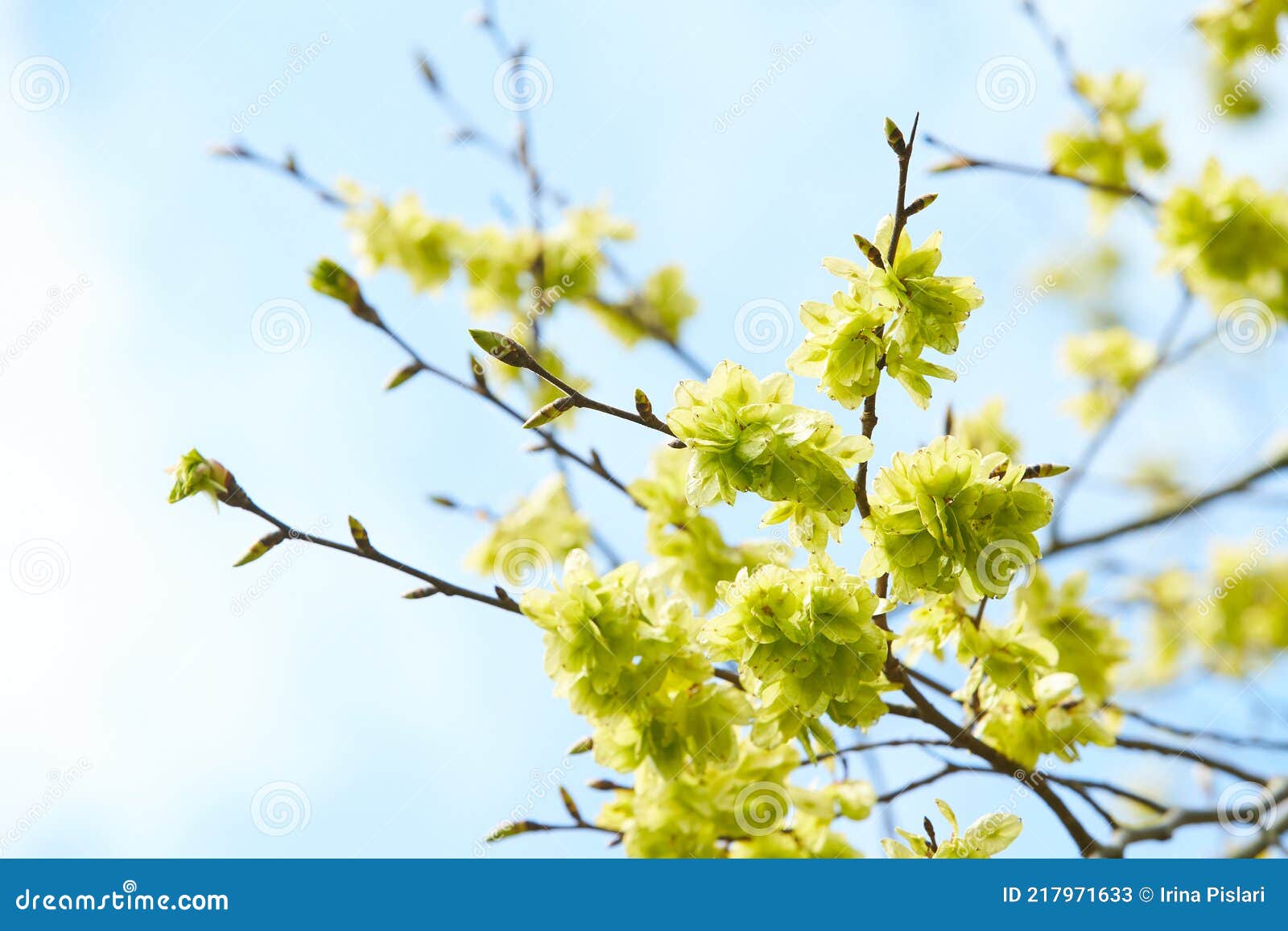 Selective Focus of Ulmus Minor Samara on the Tree, Elm Flowers in Early ...
