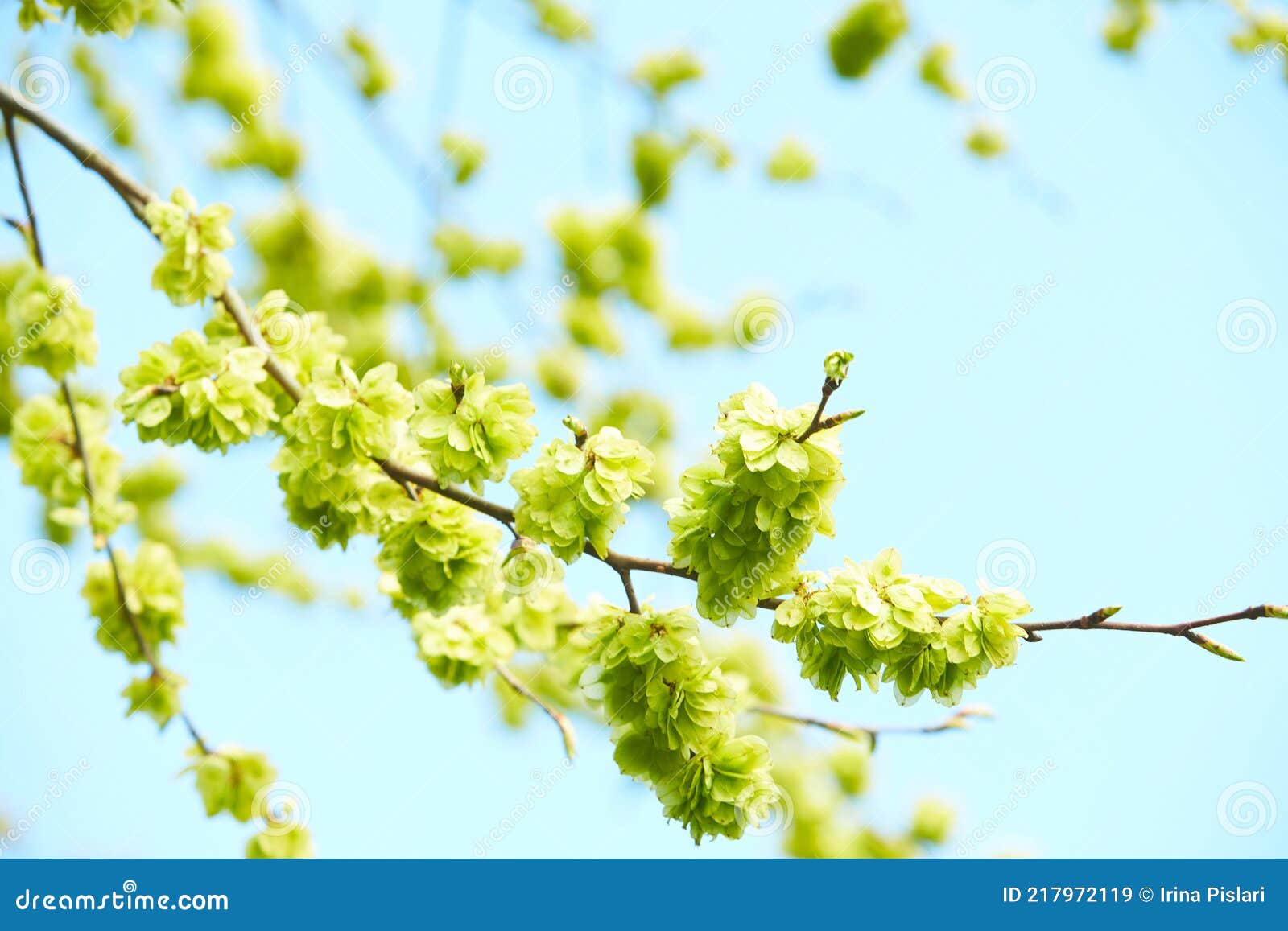 Selective Focus of Ulmus Minor Samara on the Tree, Elm Flowers in Early ...