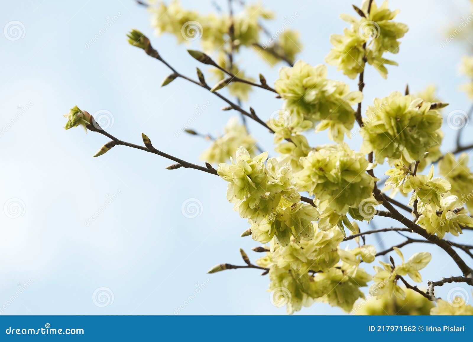 Selective Focus of Ulmus Minor Samara on the Tree, Elm Flowers in Early ...