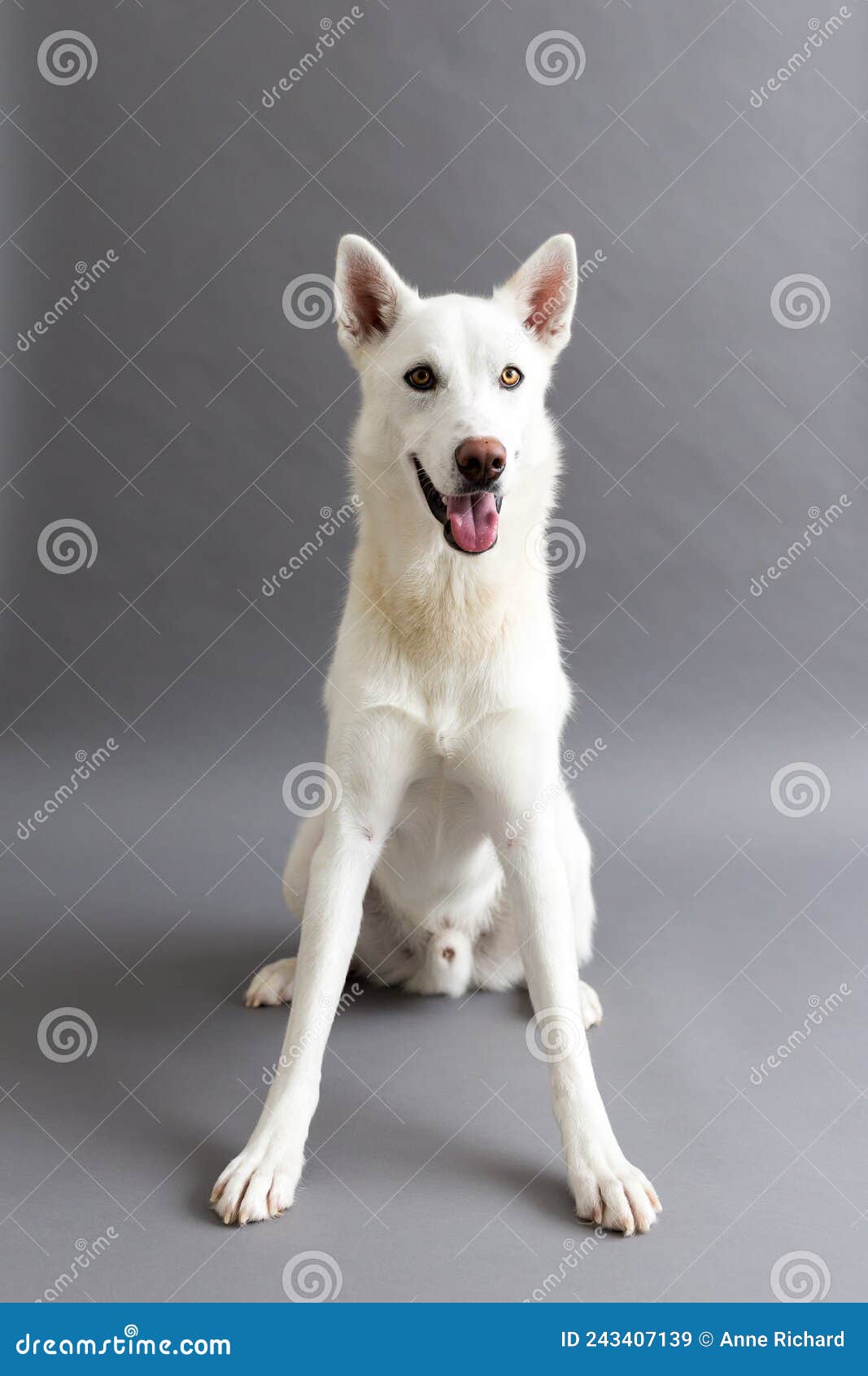 Selective Focus Vertical Portrait of Stunning Lean White Husky Sitting ...