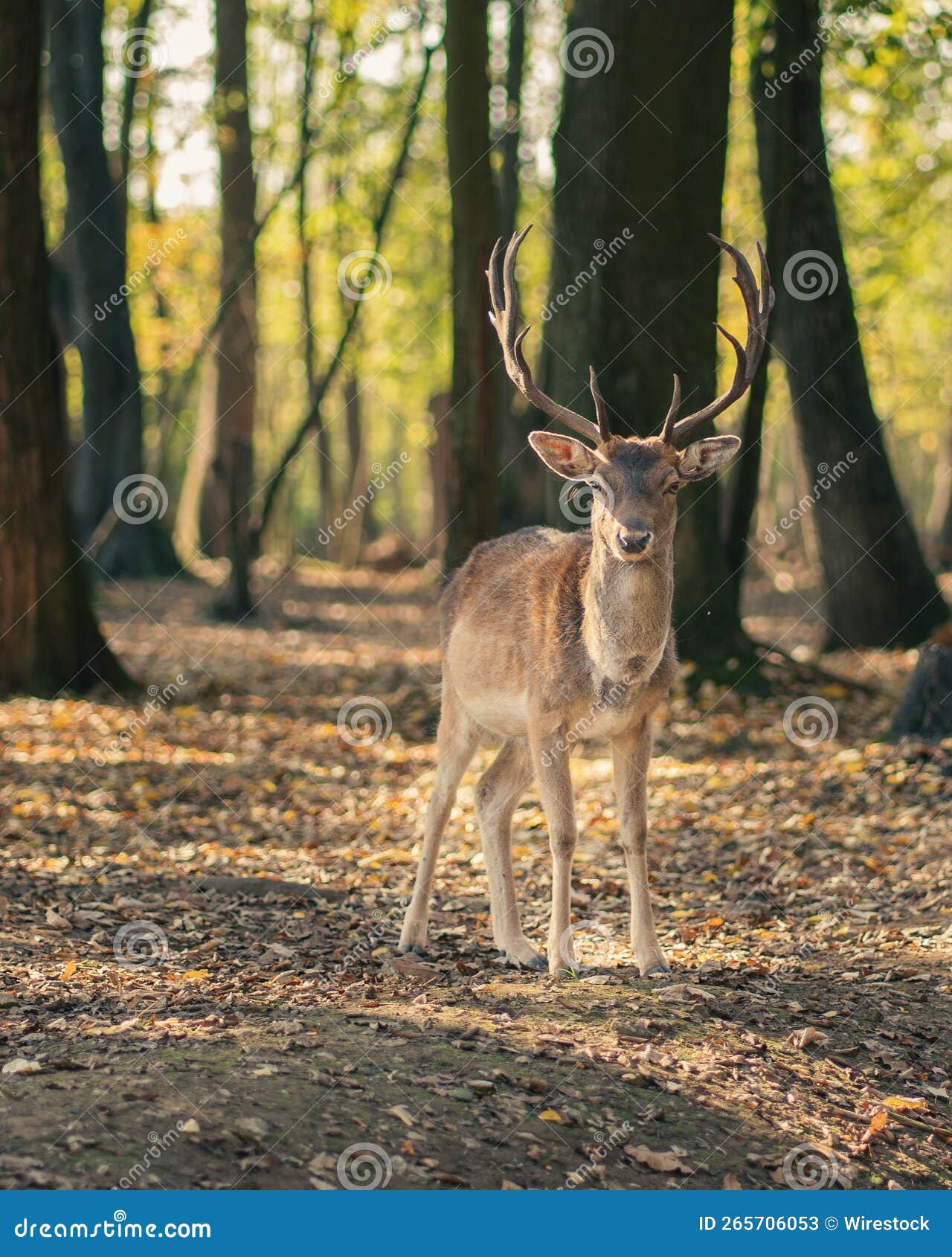 Selective Focus Vertical Shot of a Deer Standing in a Forest Looking ...