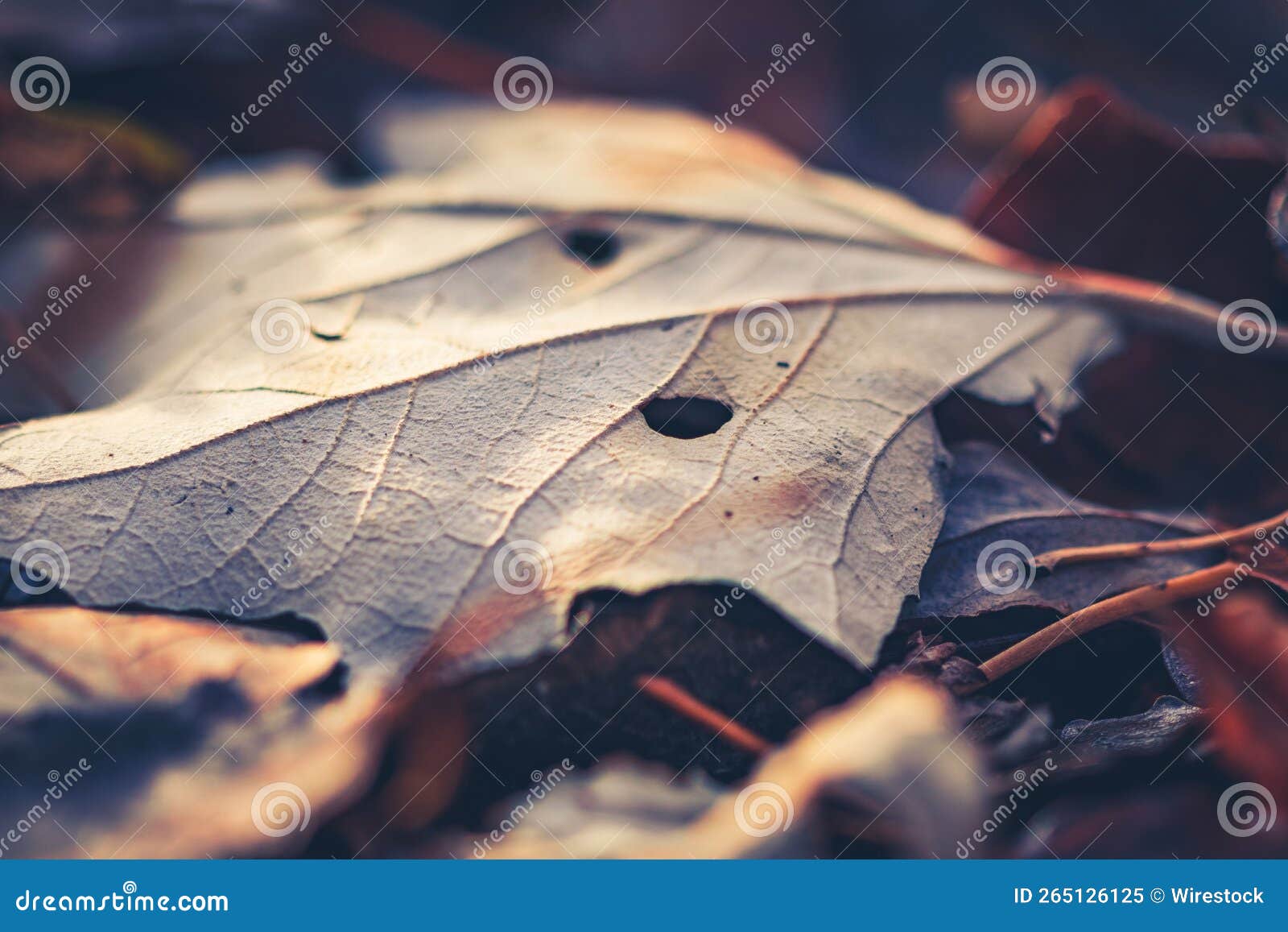 Selective Focus View of an Autumn Leaf Over the Fall Foliage Stock ...