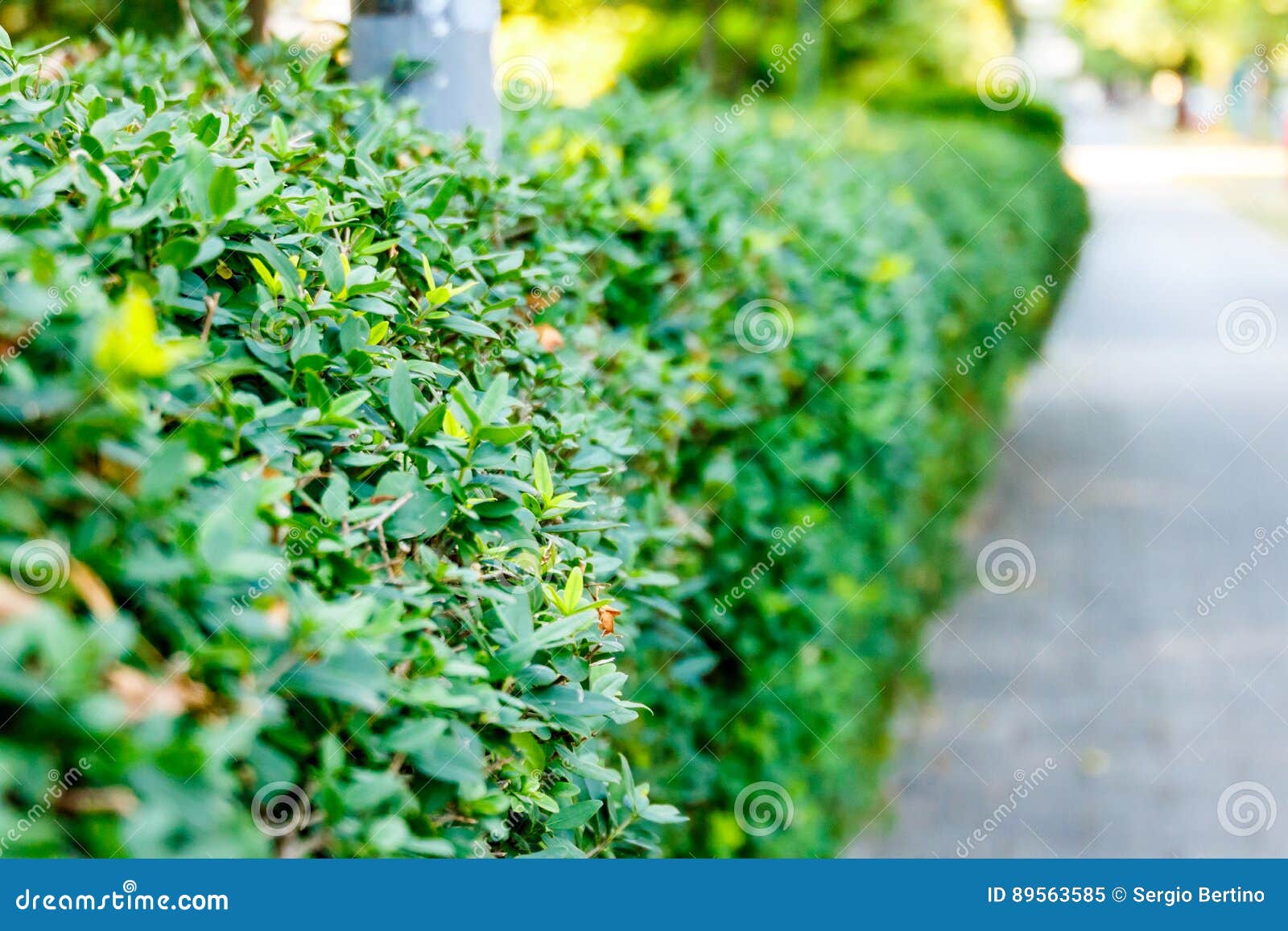 Selective Focus View of Hedges Along Sidewalk Stock Image - Image of ...