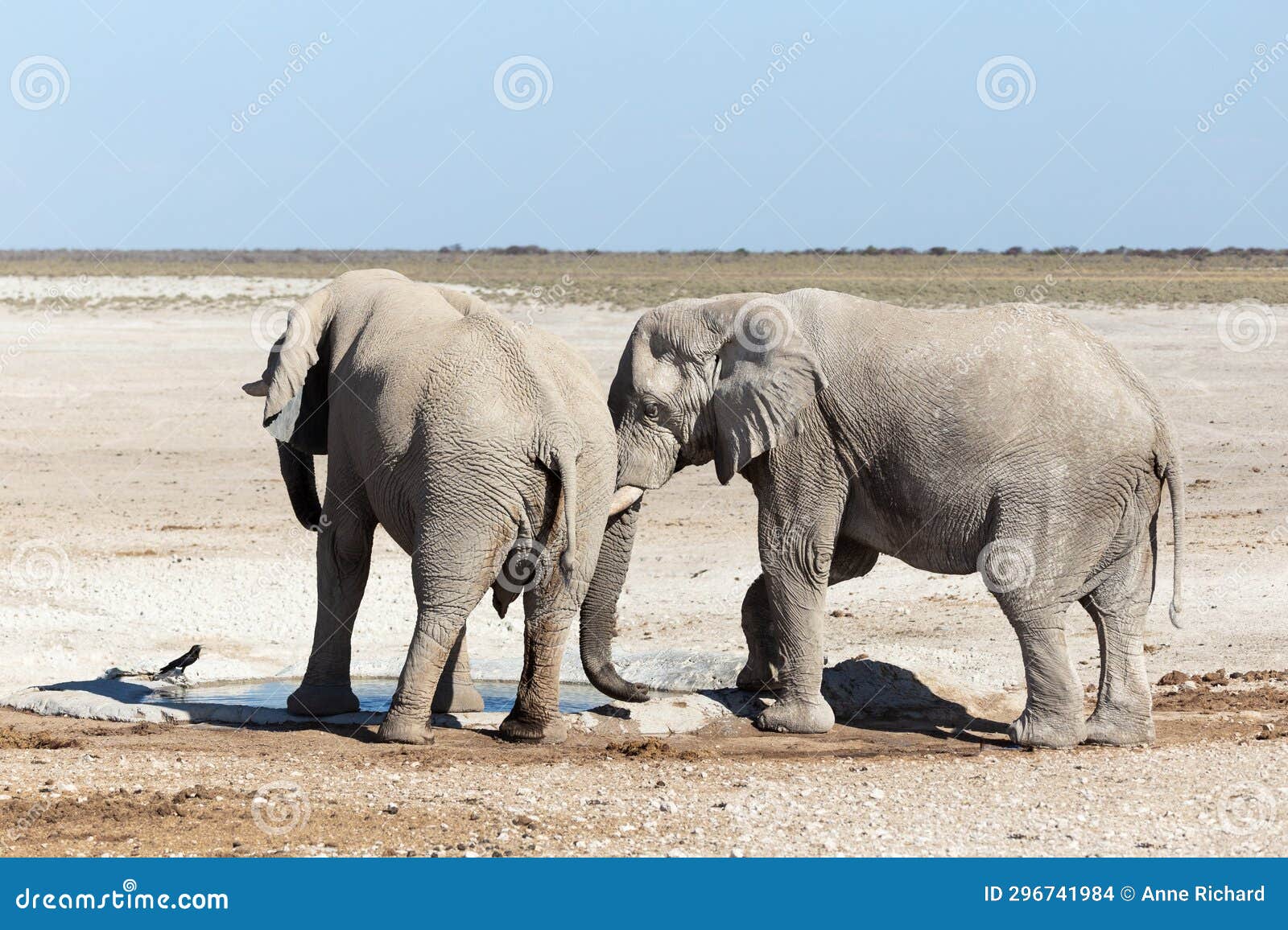 Selective Focus View of Two Young Bull Elephants Sharing a Waterhole ...