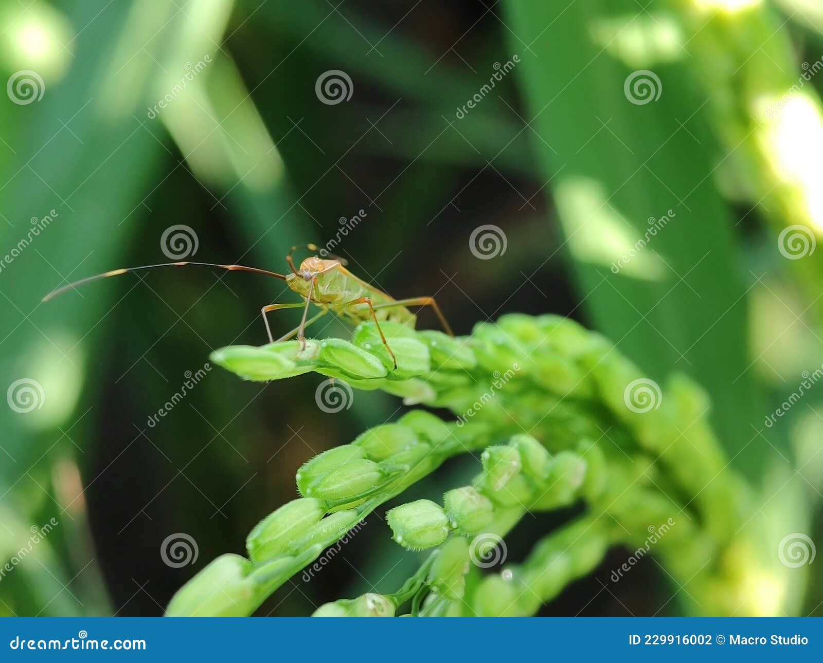 Selective Focus Walang Sangit Leptocorisa Oratorius Fabricius or Rice ...
