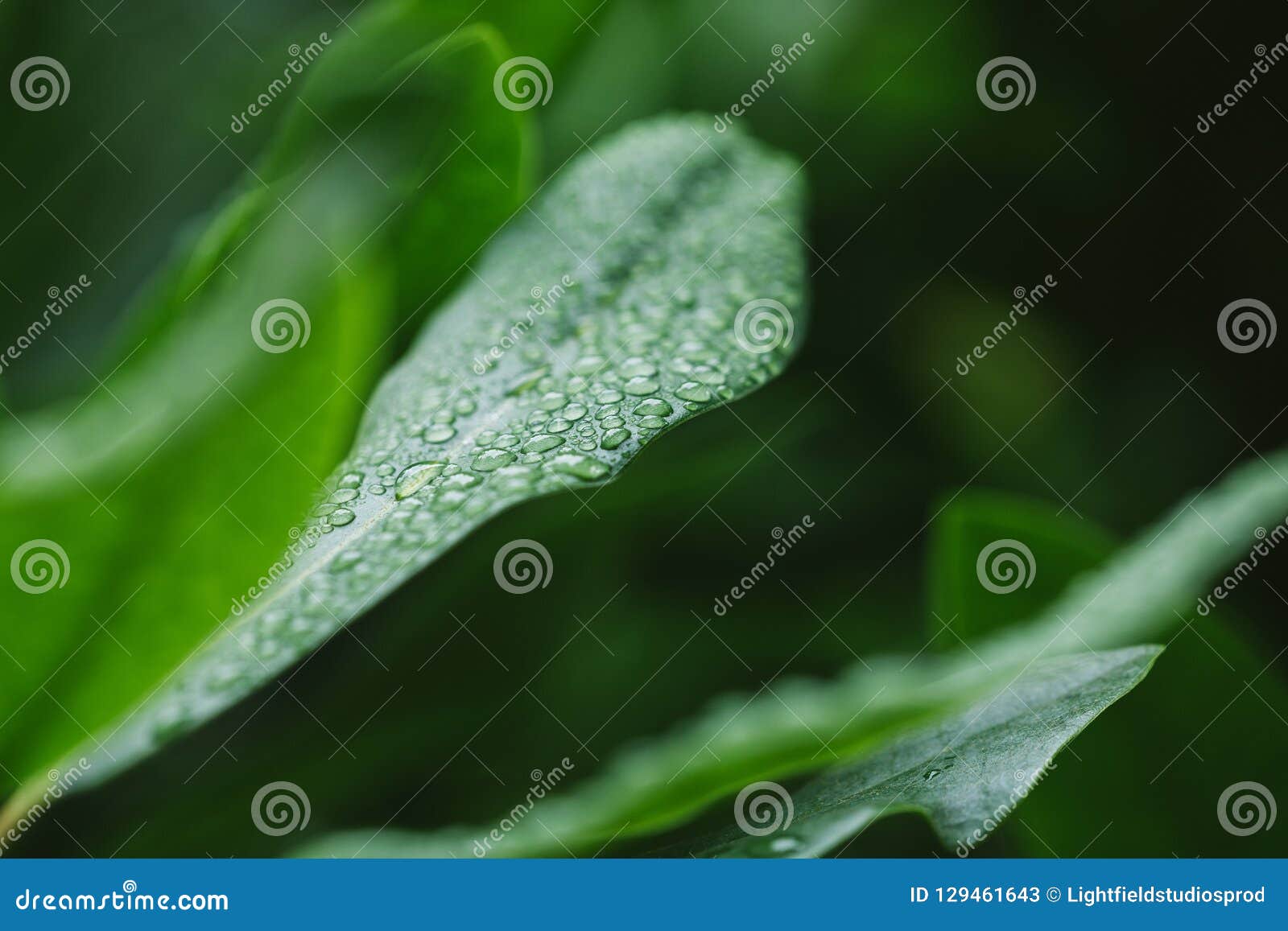 Selective Focus of Water Drops on Green Stock Image - Image of summer ...