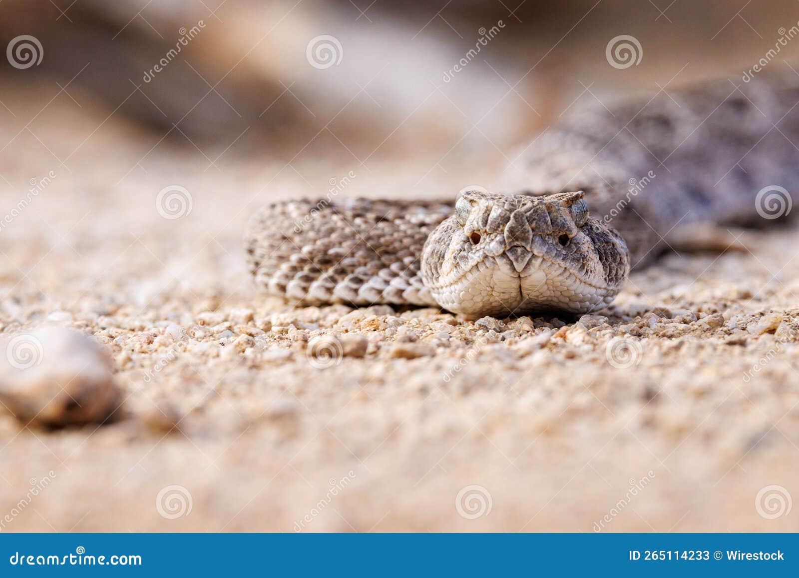 Selective Focus of a Western Diamondback Rattlesnake on the Ground with ...