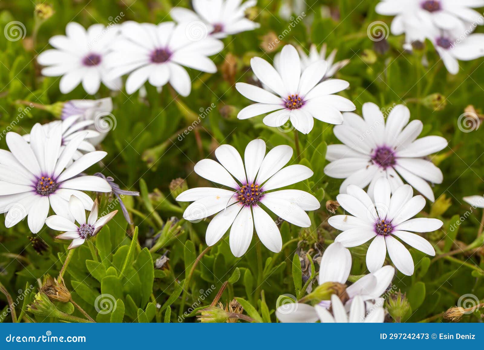 A Selective Focus of a White African Daisy (Dimorphotheca Sinuata White ...