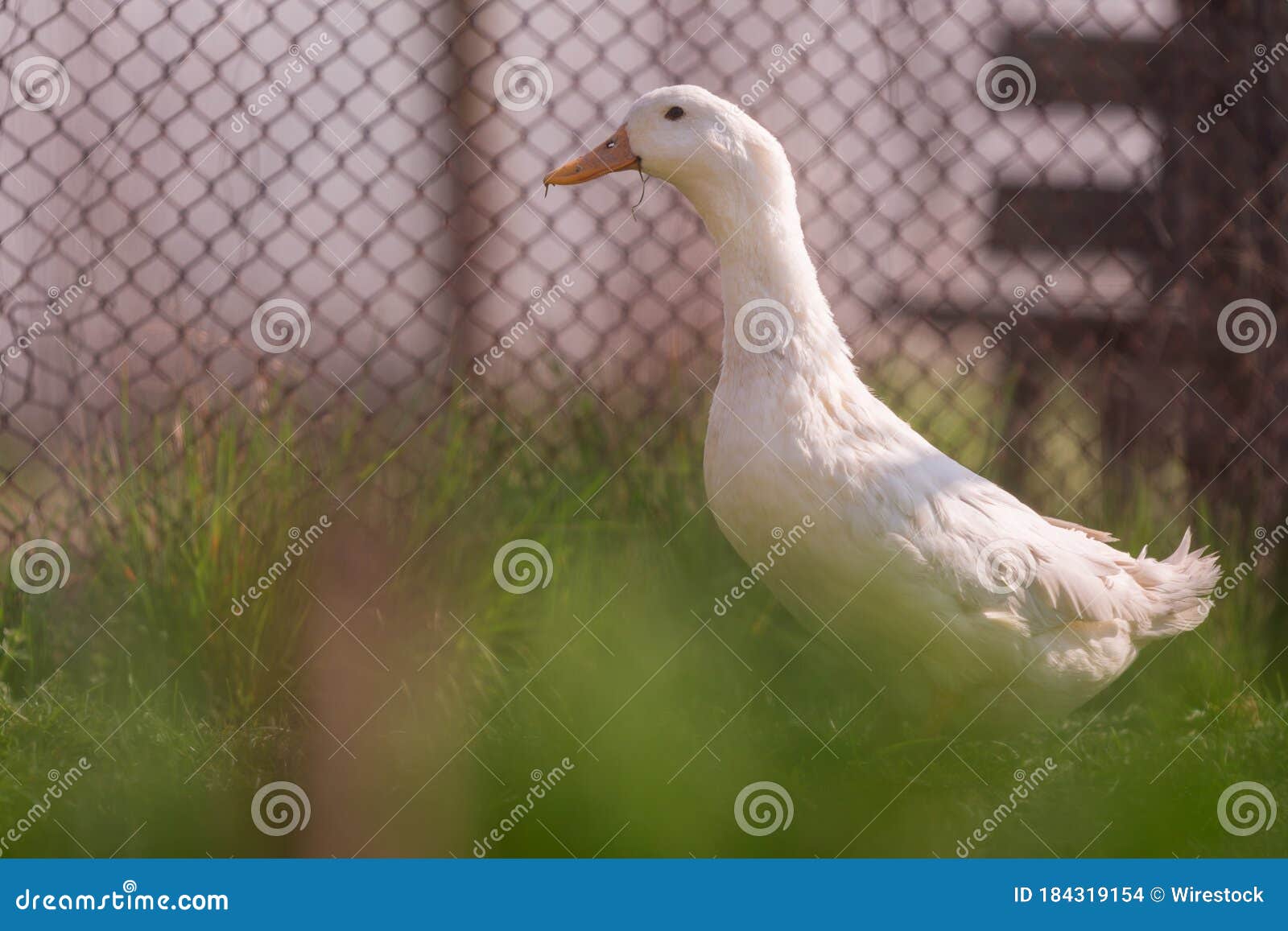 Selective Focus of a White Duck with Yellow Beak Standing on the Grass ...