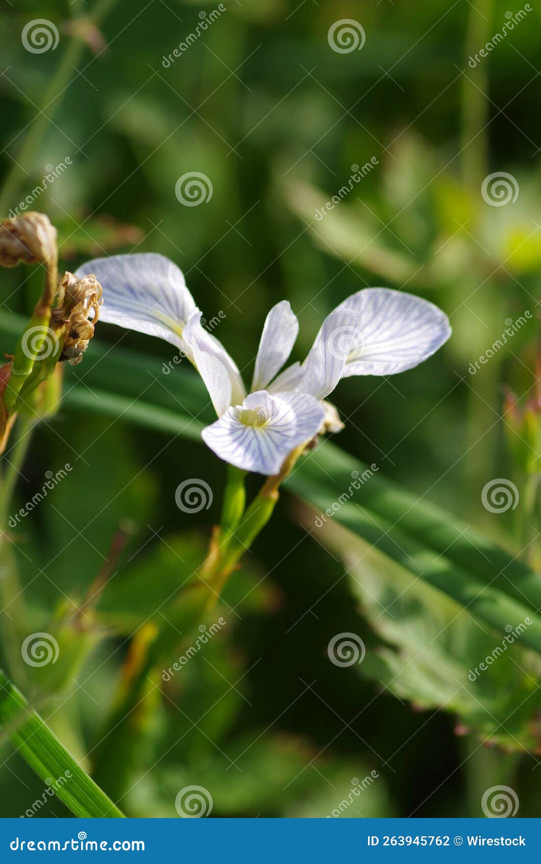 Selective Focus of a White Iris Lactea Flower Stock Photo - Image of ...