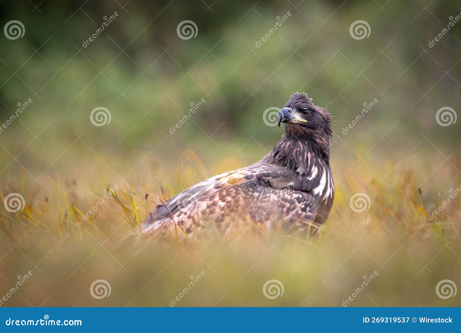Selective Focus of a White-tailed Eagle Standing in a Green Field Stock ...