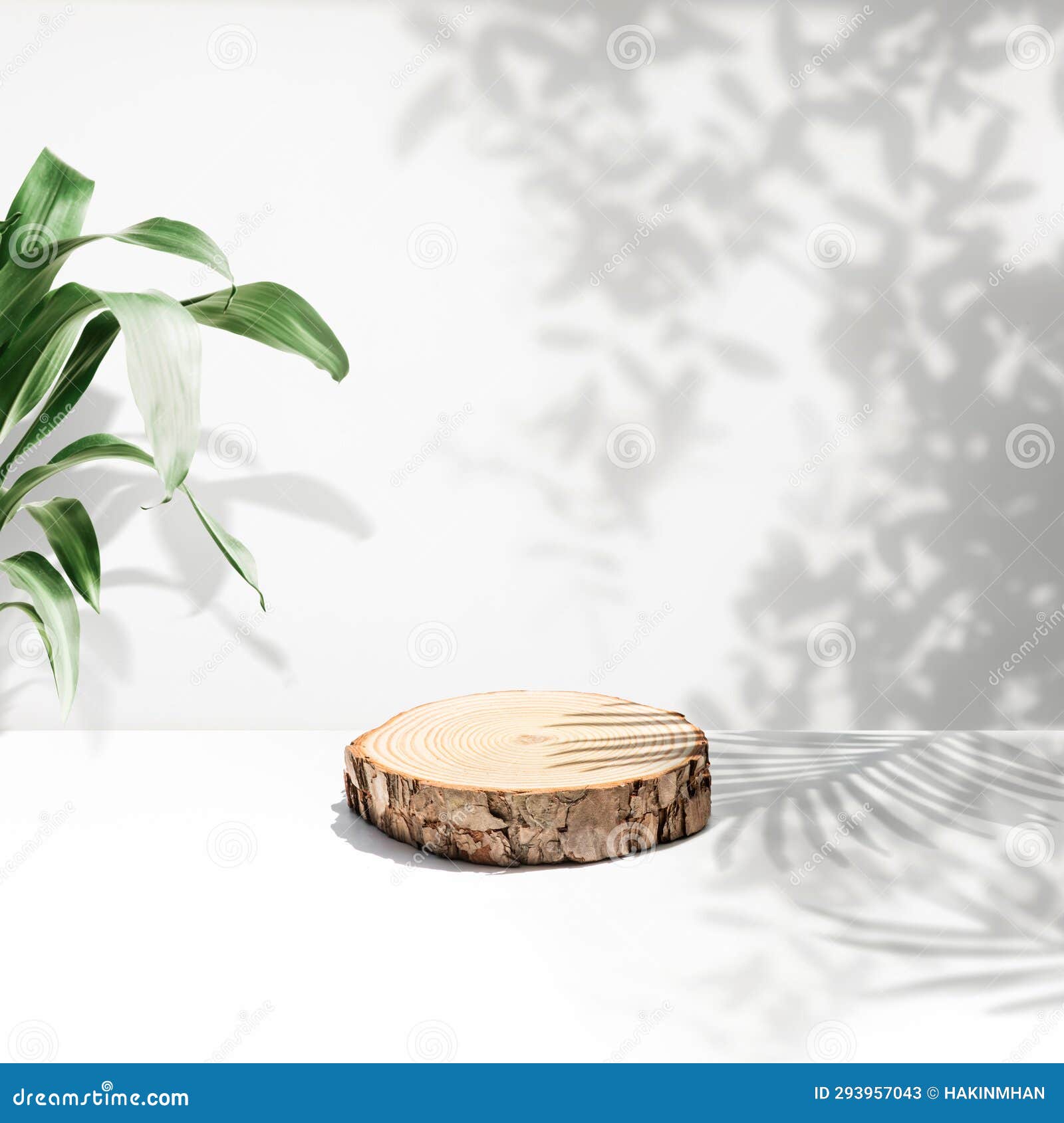 Selective Focus.wood Tree Stump Product Display Placement or Cutting ...