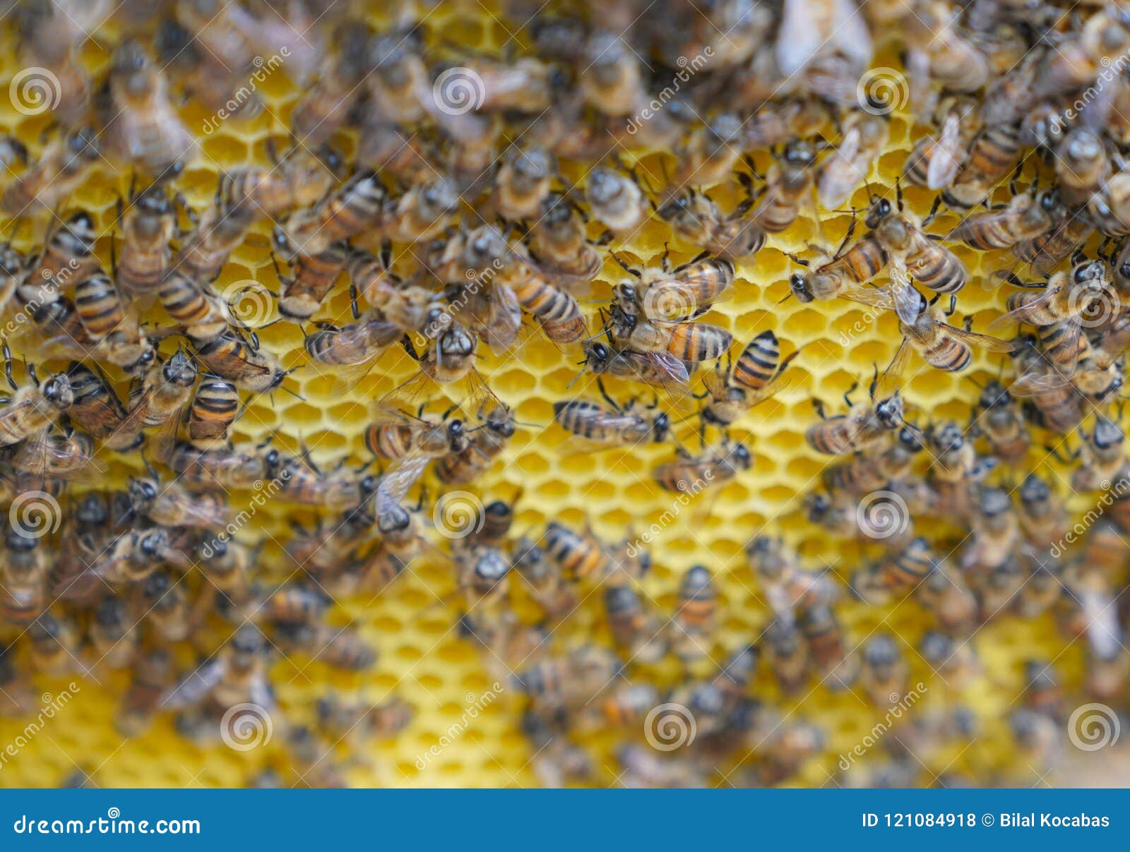 Selective Focus of Working Bees on Honey Cells Stock Photo - Image of ...