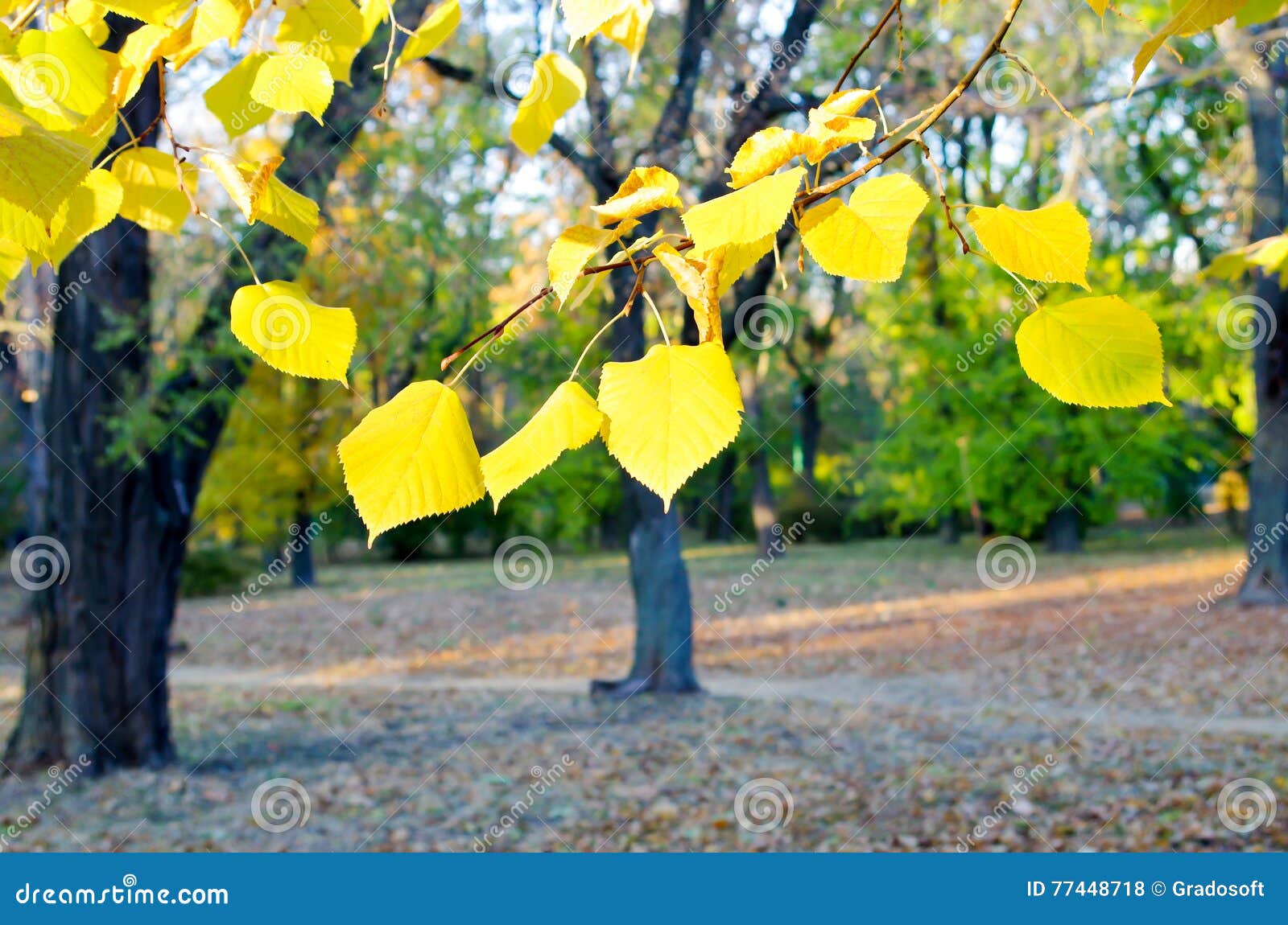 Selective Focus on the Yellow Fall Leaves in the Foreground Stock Photo ...