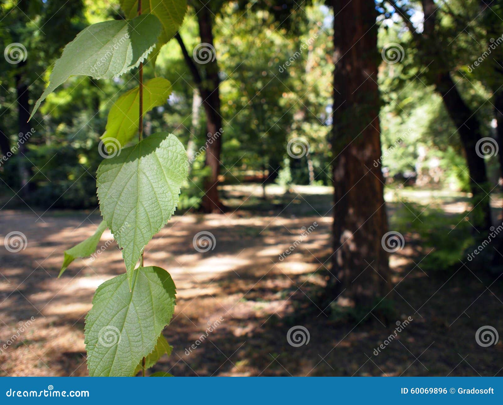 Selective Focus on a Young Branch of a Tree with Leaves Stock Photo ...