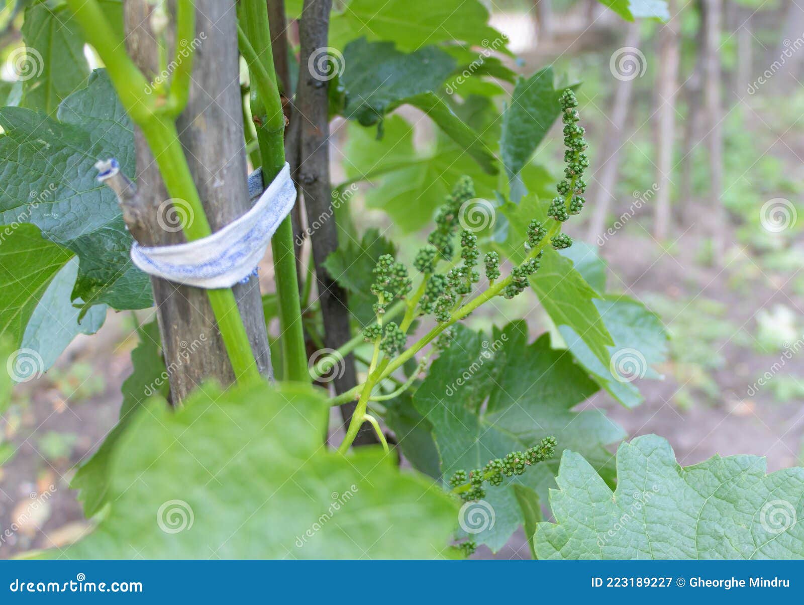 Selective Focus of a Young Grape Inflorescence on a Vine Stock Image ...