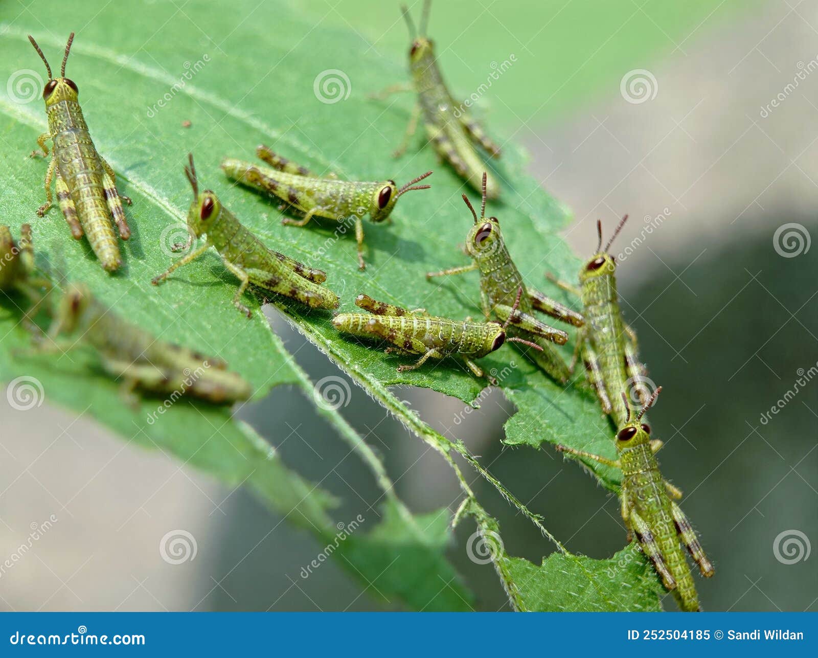 Selective Focus of Young Grasshoppers Eating Leaves in Garden Stock ...