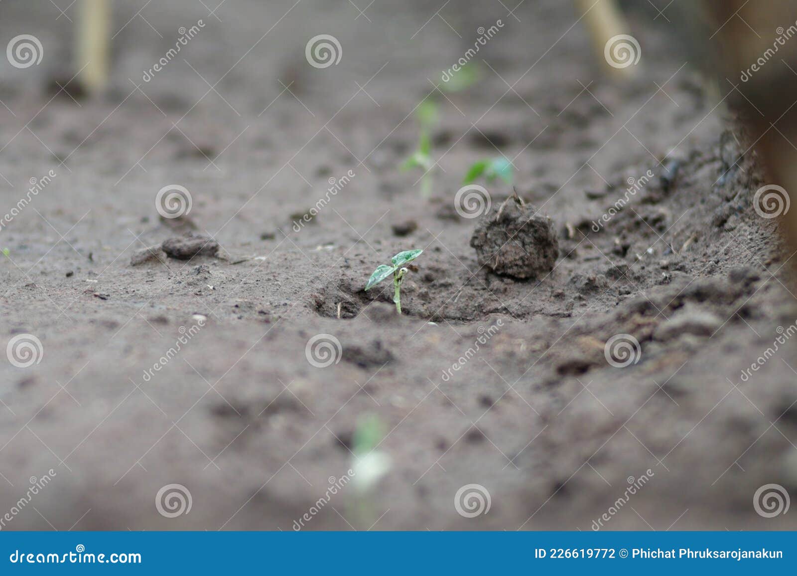 Selective Focus on the Young Little Tree Grows from the Seed Under the ...