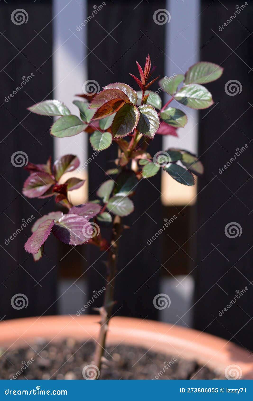 Young Rose Plant Growing in the Pot. New Growth of Rose Branches and ...