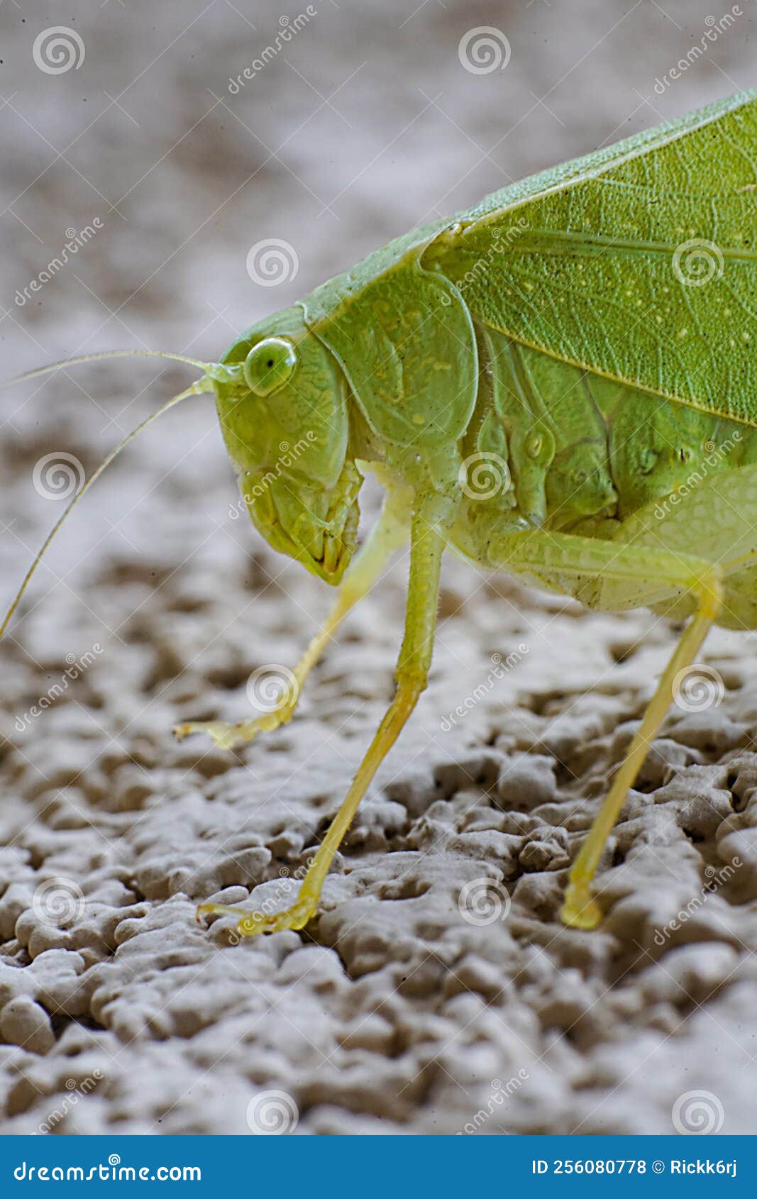 Selective Focuse Close Up of a Broad Wing Katydid on Stucco Wall. Stock ...