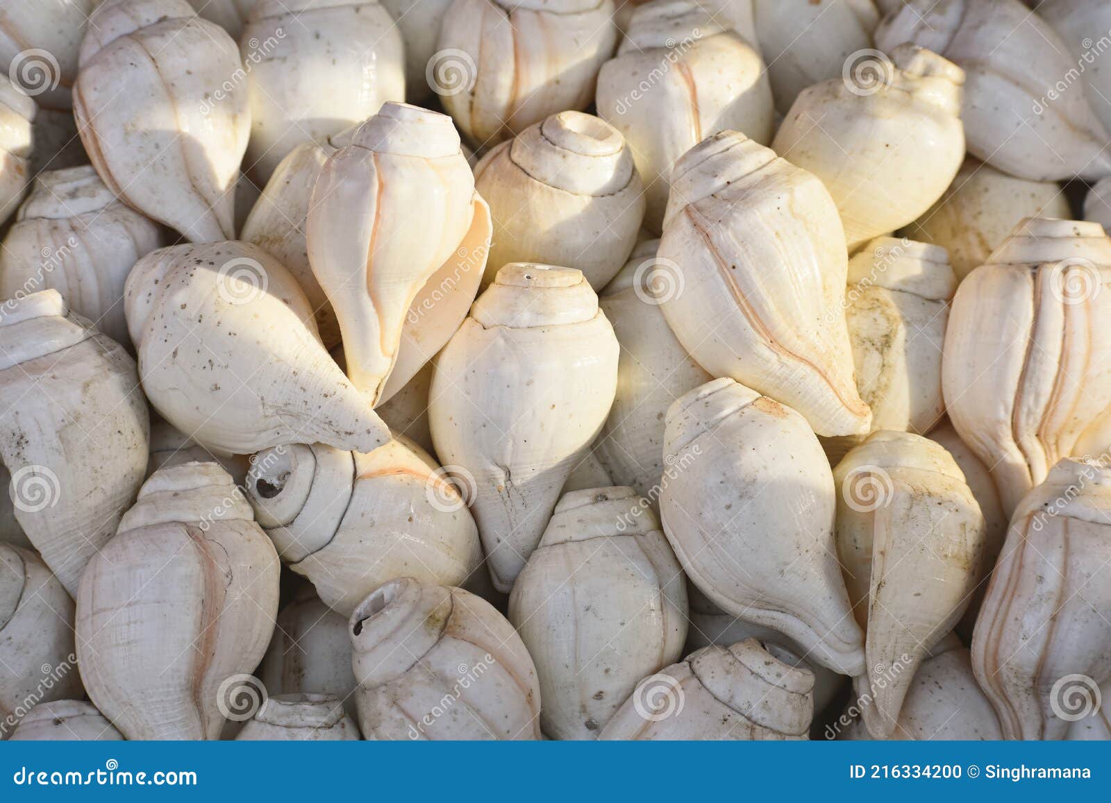 Selective Focused View of Conch or Shankh in an Indian Holy and Pious ...