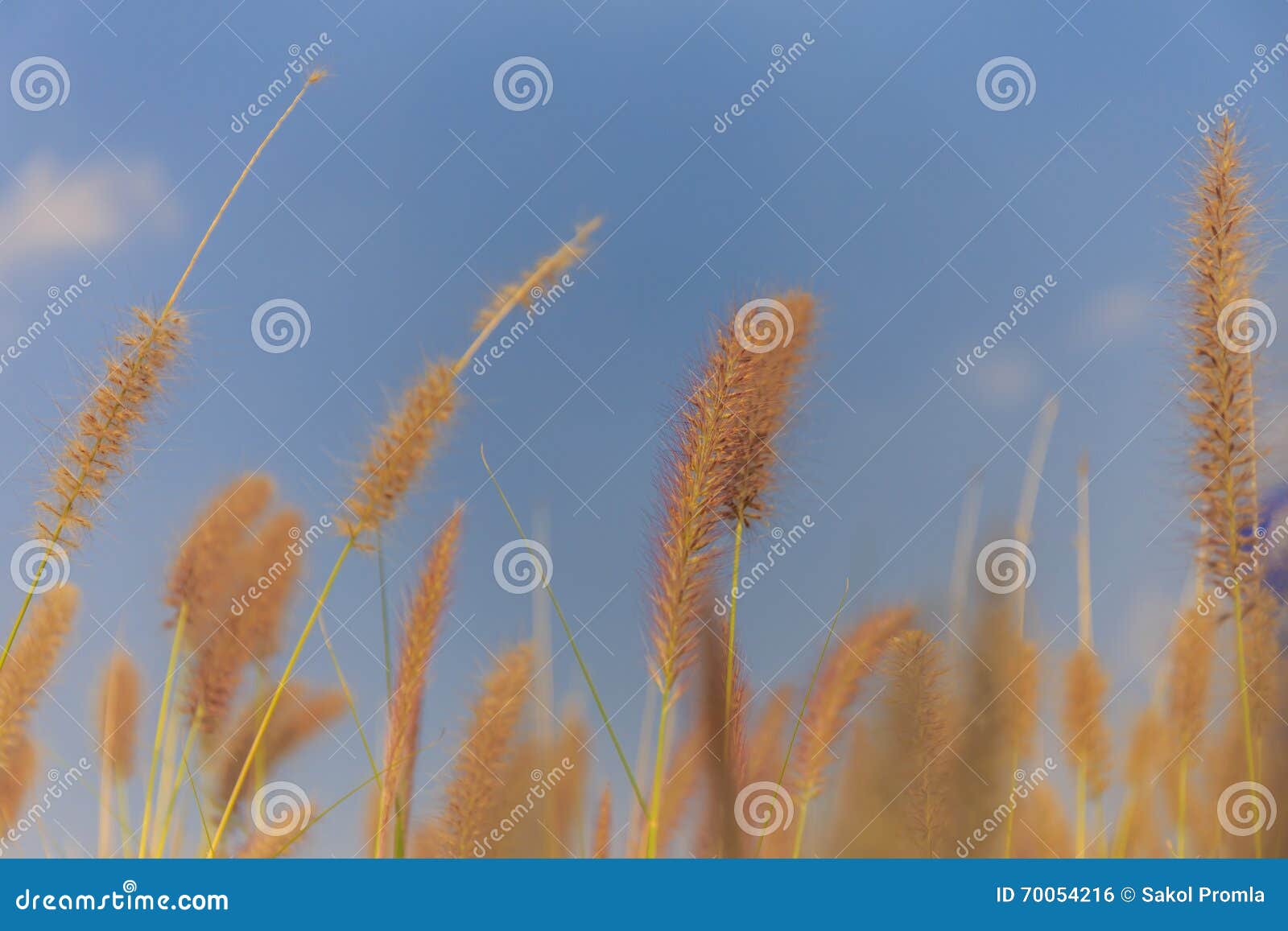 Selective Focusing of a Grass Flower Stock Photo - Image of focusing ...