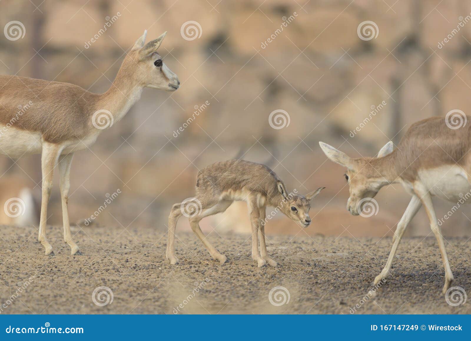 Selective Fouse Shot of a Baby Deer Learning To Walk Stock Image ...
